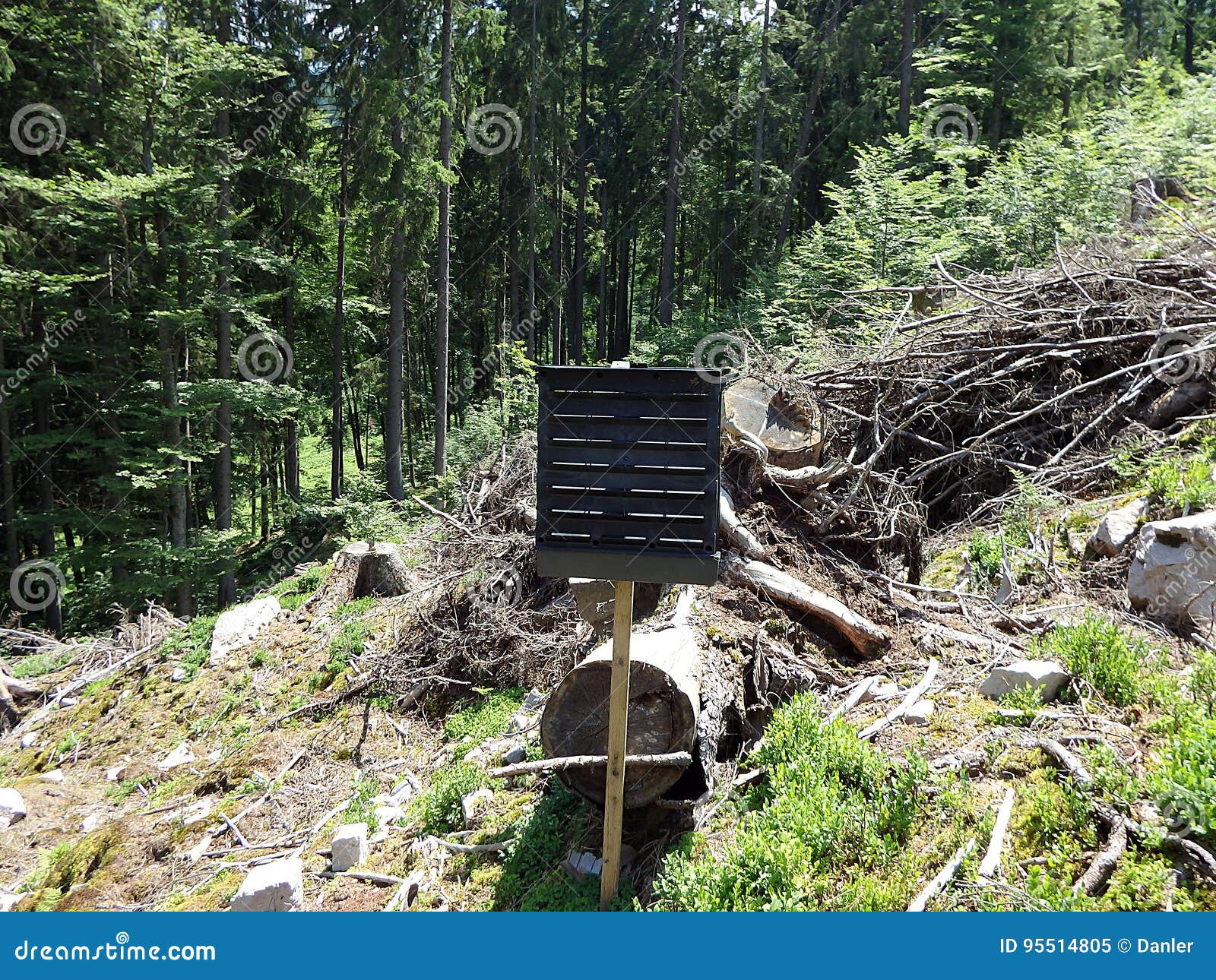 Forest Preservation, Pheromone Trap for Bark Beetle Stock Image - Image ...