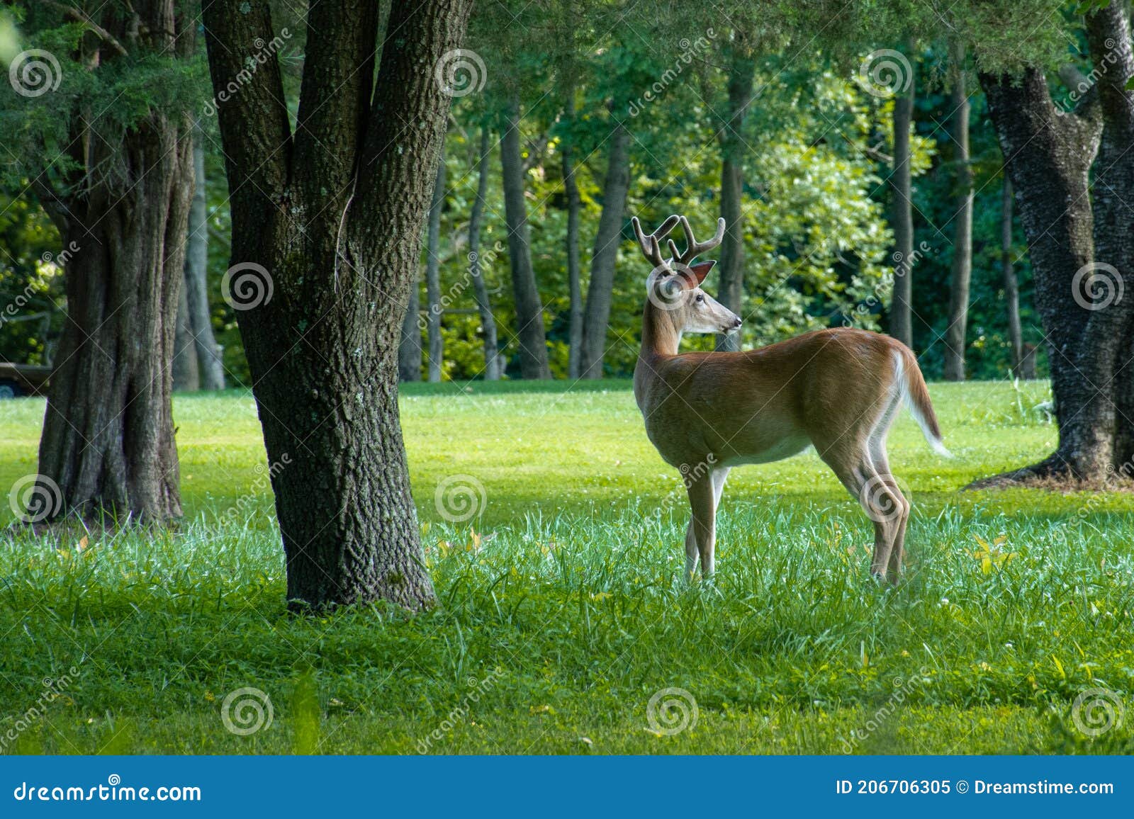 The Forest Prince stock image. Image of wildlife, lone - 206706305