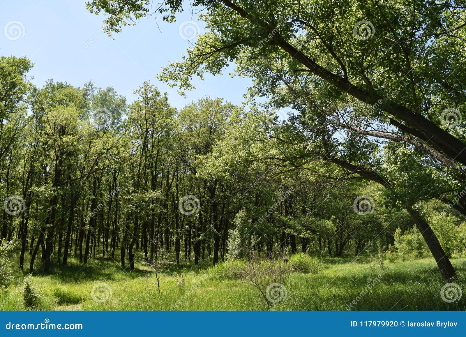 Steppe trees foliage stock photo. Image of jungle, flora - 117979920