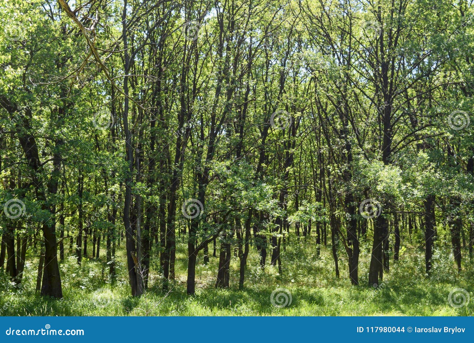 Steppe trees foliage stock photo. Image of leaves, dendrologicalgarden ...
