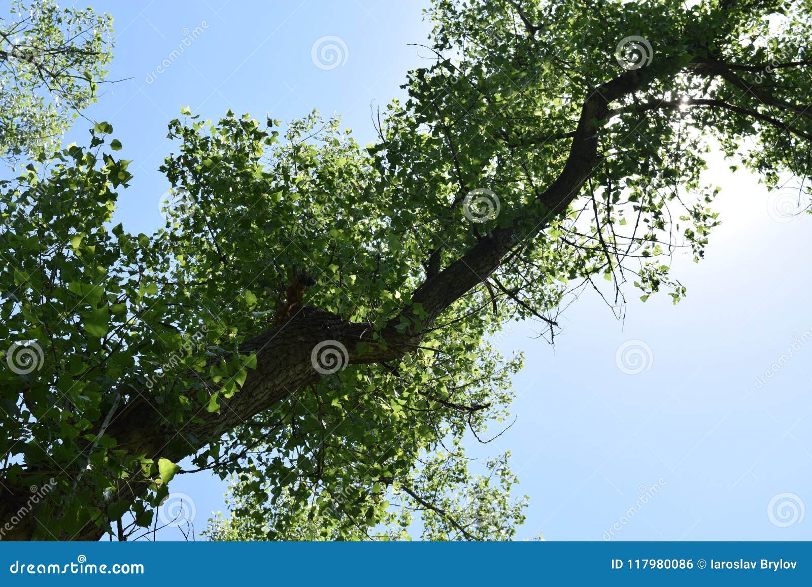 Steppe trees foliage stock photo. Image of oasis, horizon - 117980086