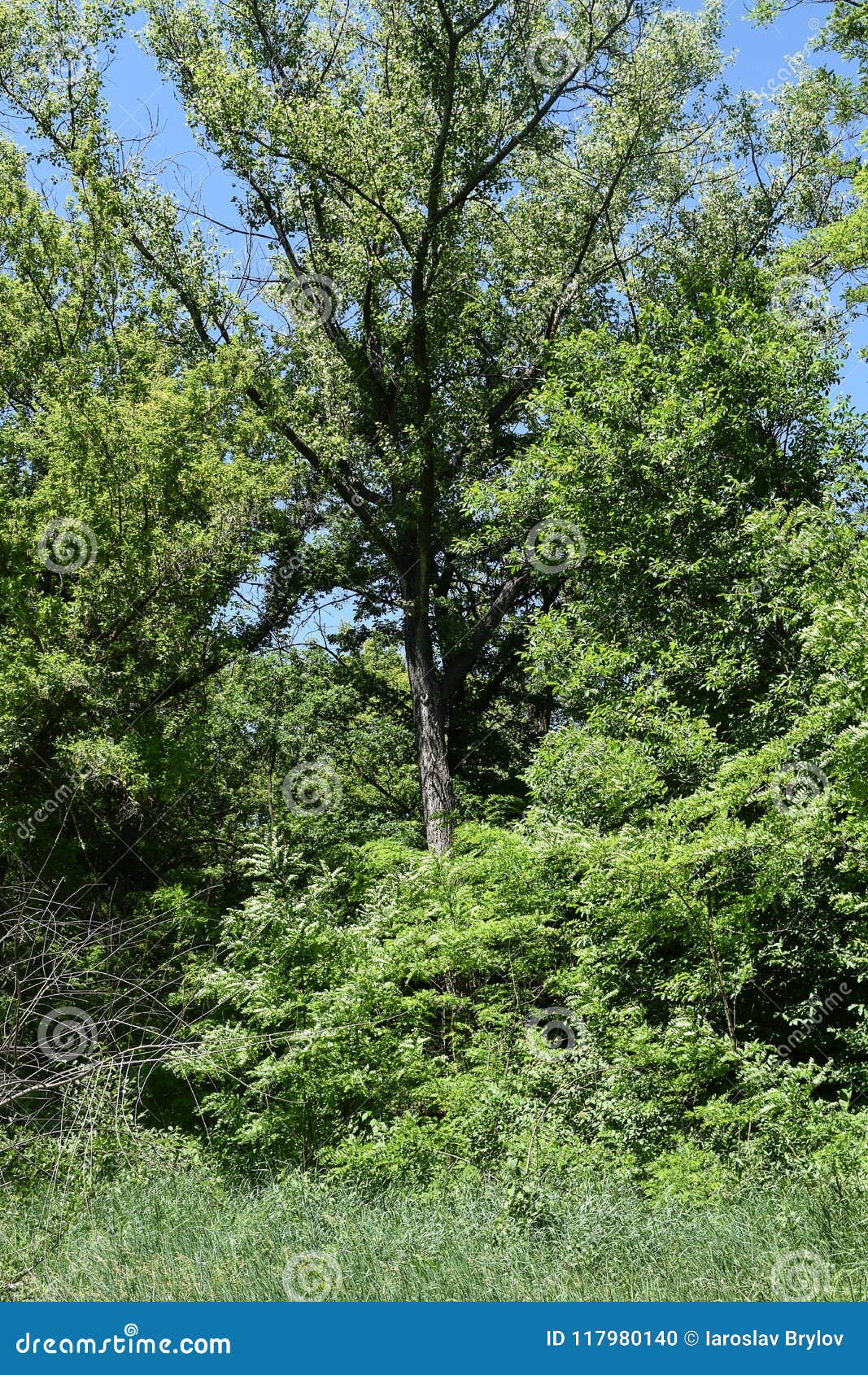 Steppe trees foliage stock photo. Image of grass, horizon - 117980140