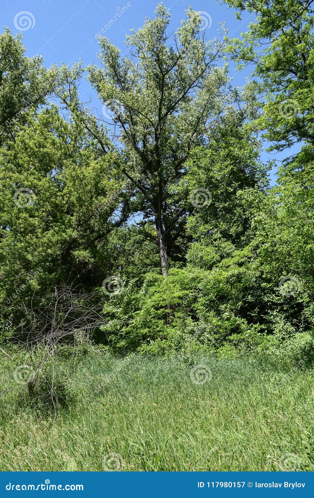 Steppe trees foliage stock image. Image of outdoor, nature - 117980157