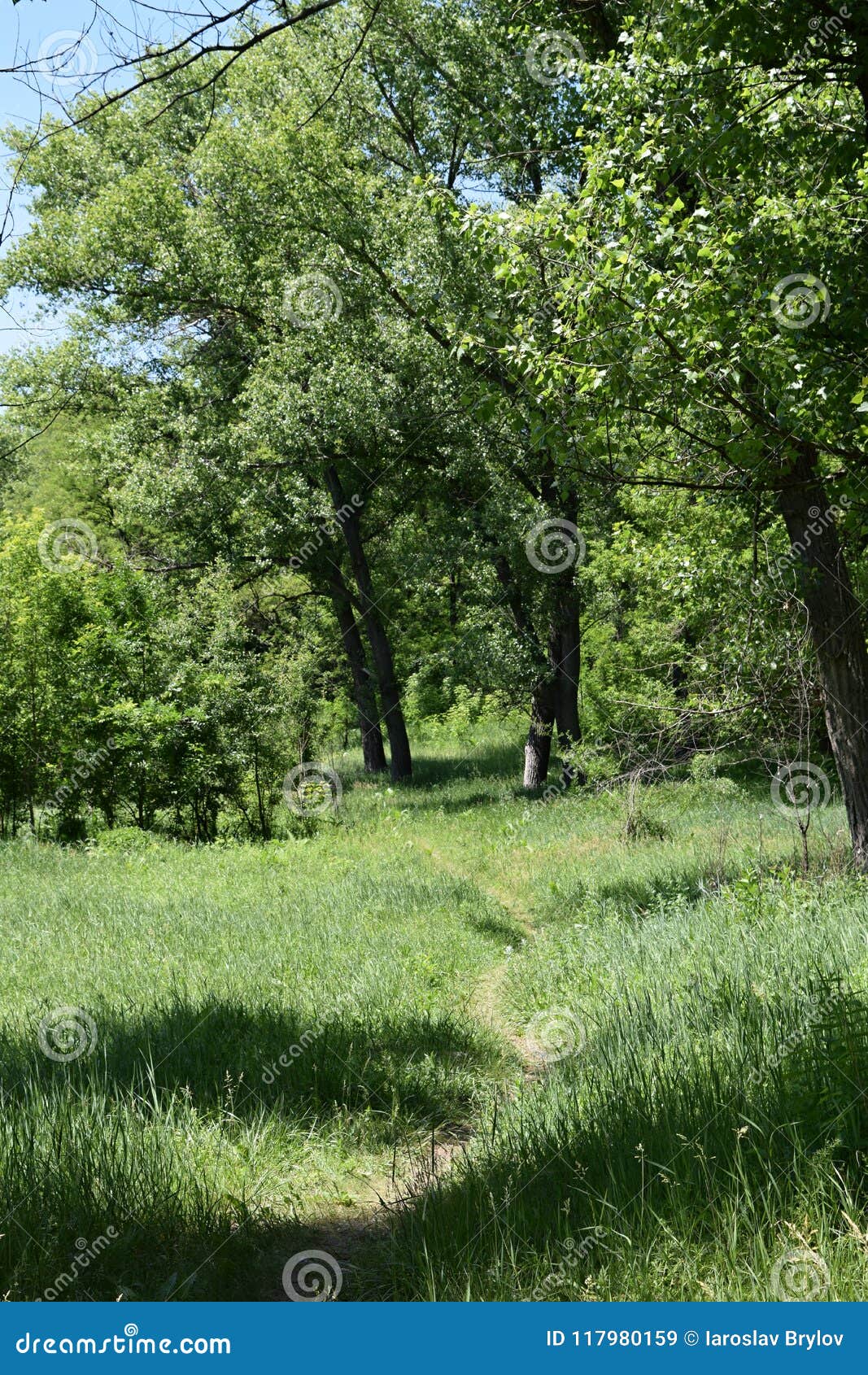Steppe trees foliage stock image. Image of nature, horizon - 117980159