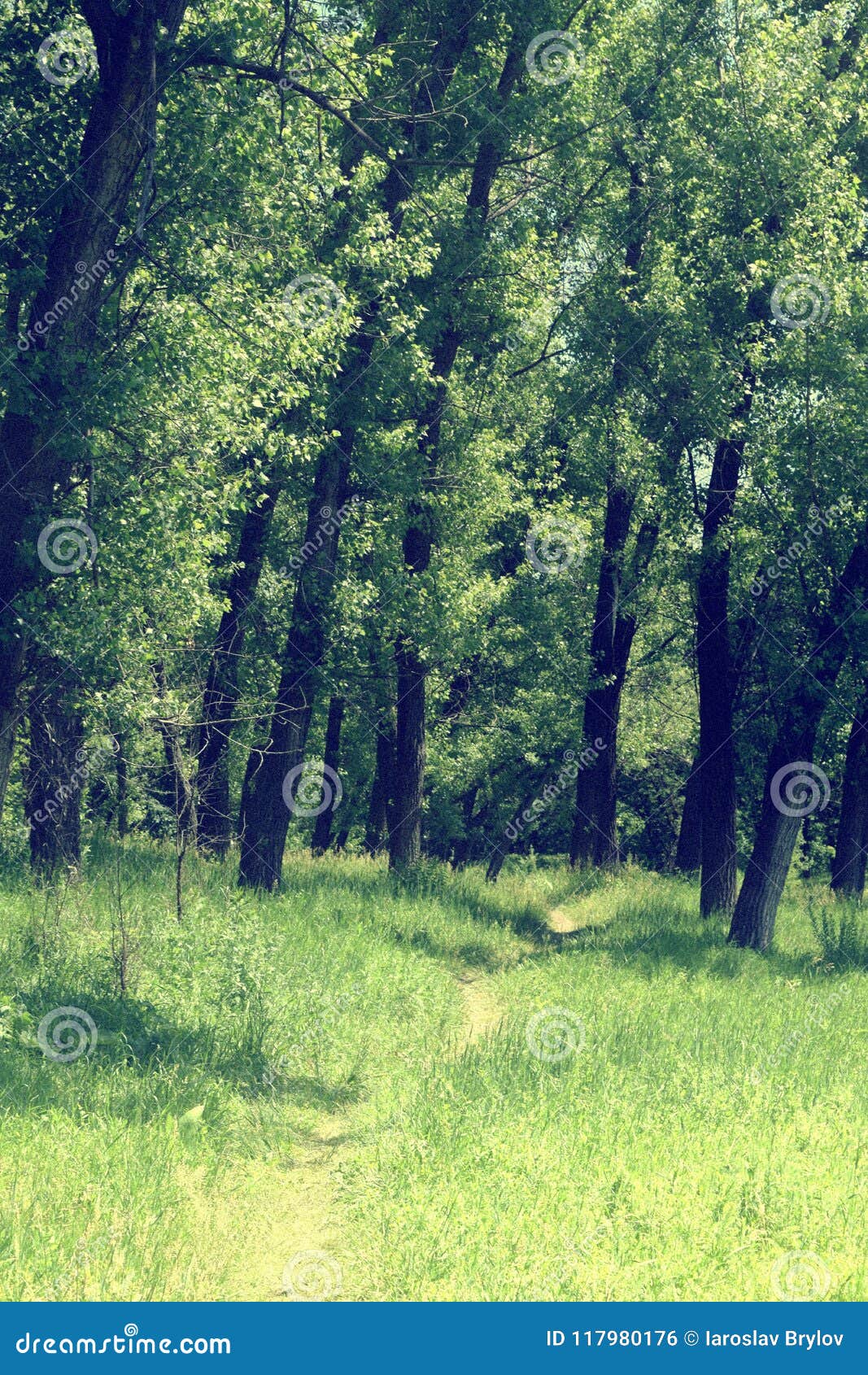 Steppe trees foliage stock photo. Image of bright, outdoor - 117980176