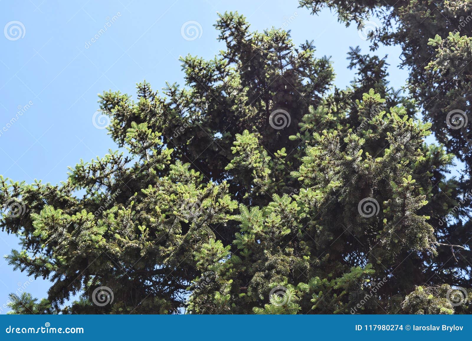 Steppe trees foliage stock photo. Image of nature, garden - 117980274