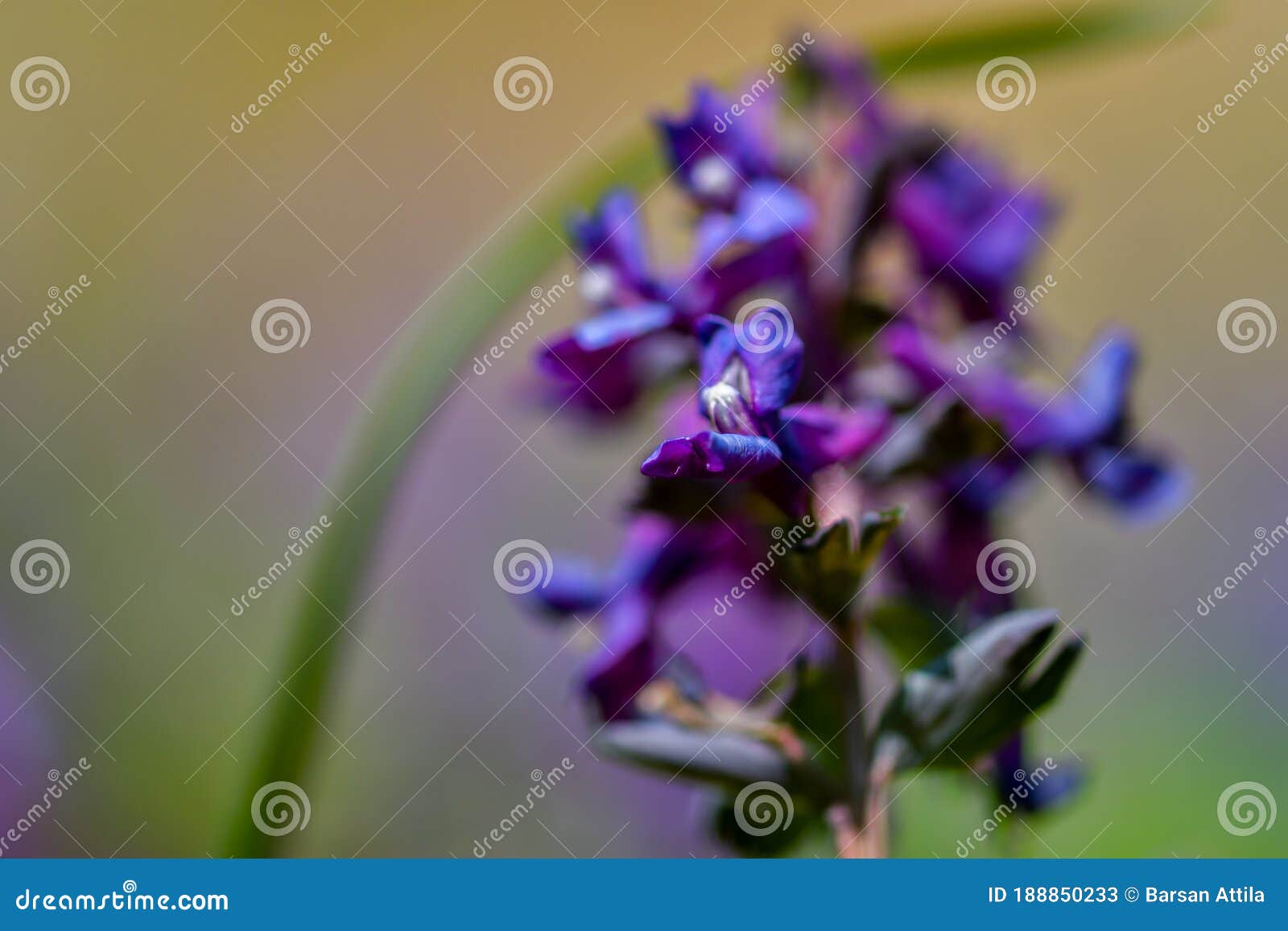 Forest purple flowers stock image. Image of color, flower - 188850233