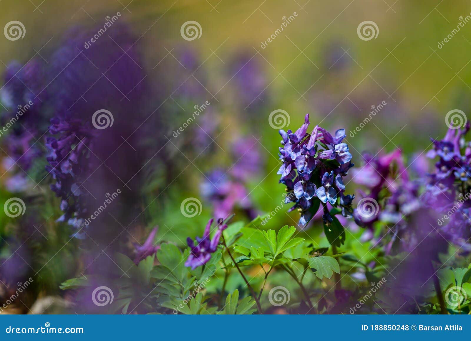 Forest purple flowers stock photo. Image of summer, purple - 188850248