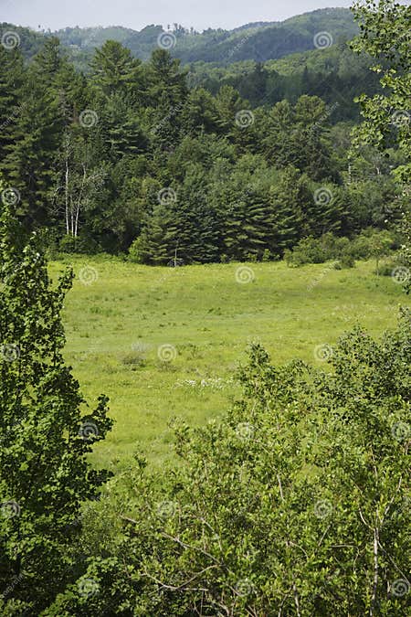 Forest in Quebec stock photo. Image of plants, plant, nature - 1601508
