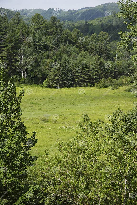 Forest in Quebec stock photo. Image of plants, plant, nature - 1601508