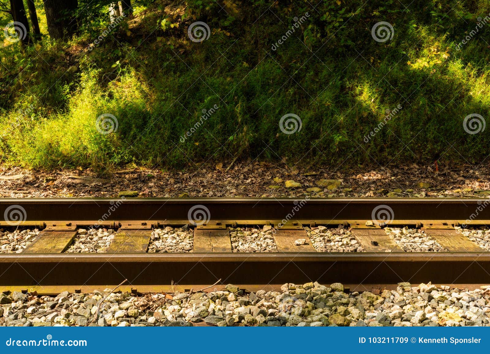 Forest railroad section stock image. Image of ravine - 103211709