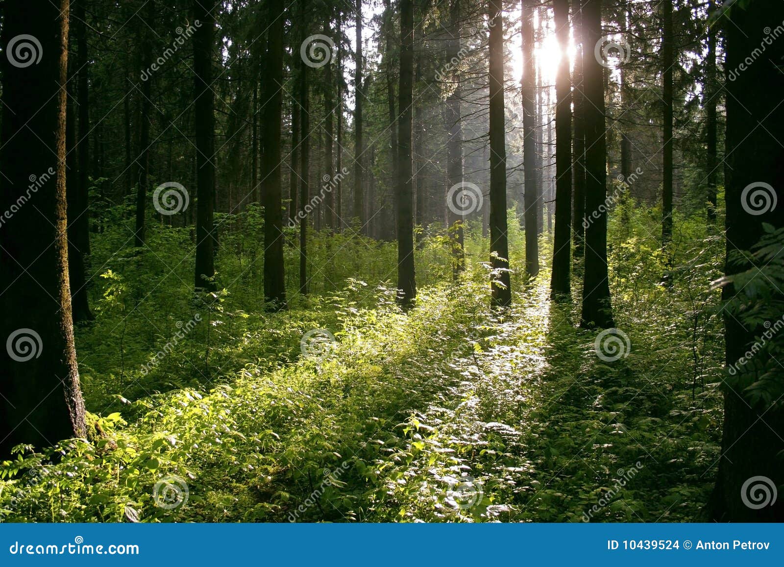 Forest after rain stock photo. Image of nature, green - 10439524
