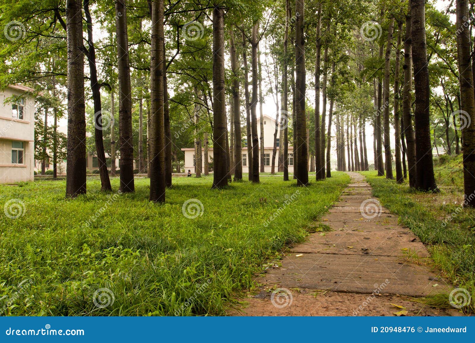 Forest after a rain stock photo. Image of green, rain - 20948476