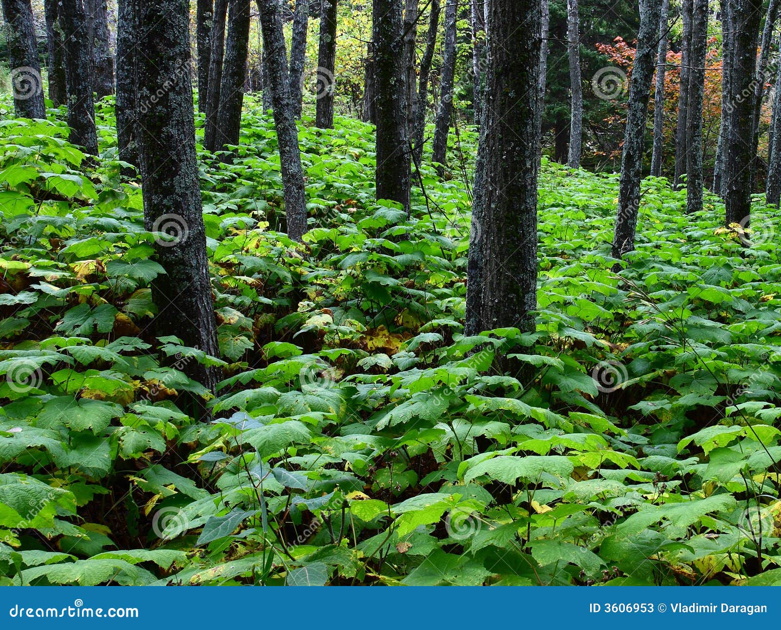In The Forest After The Rain Picture. Image: 3606953