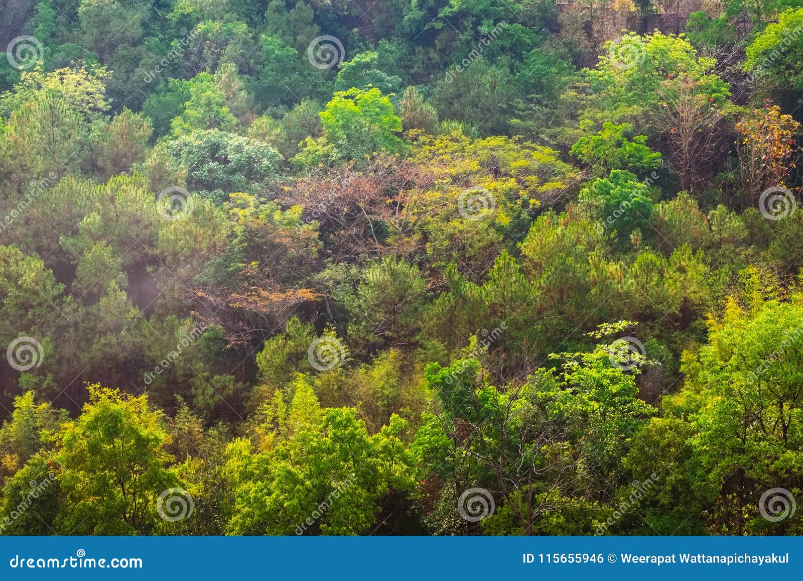 Forest after Rain stock photo. Image of woods, tropical - 115655946