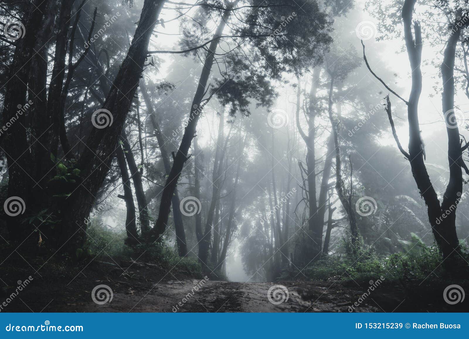 Forest Rain and Fog in the Forest Stock Image - Image of house, hill ...