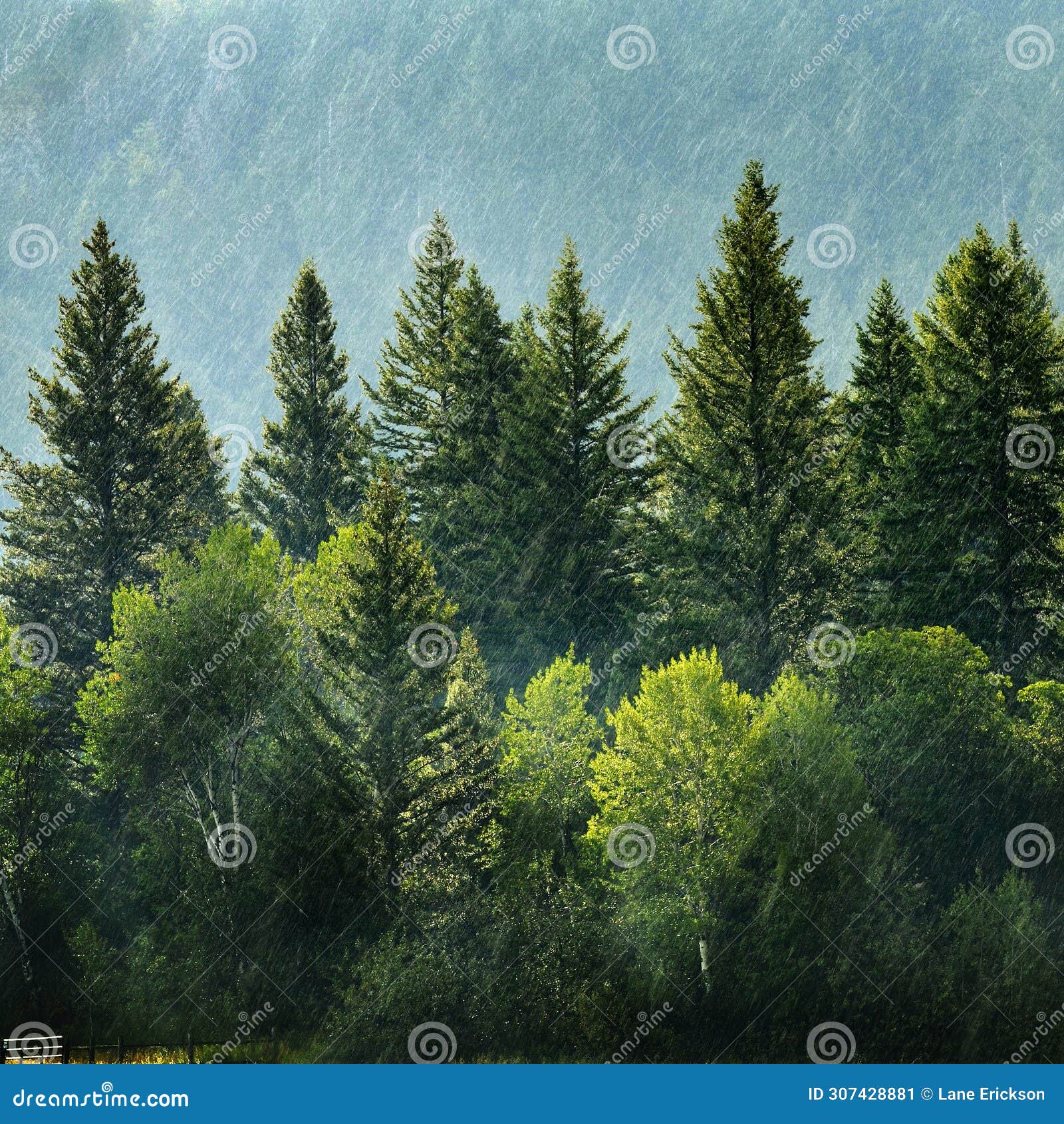 Pine Forest during Rainstorm Lush Trees Stock Image - Image of growth ...