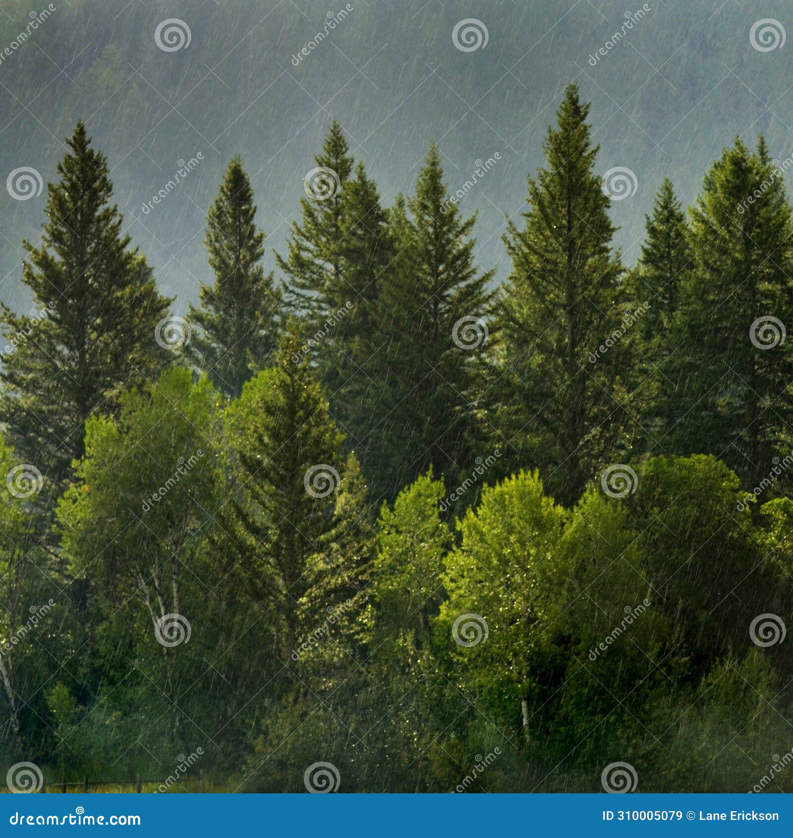 Forest Rain Storm with Drops Falling and Lush Trees Raindrops Stock ...