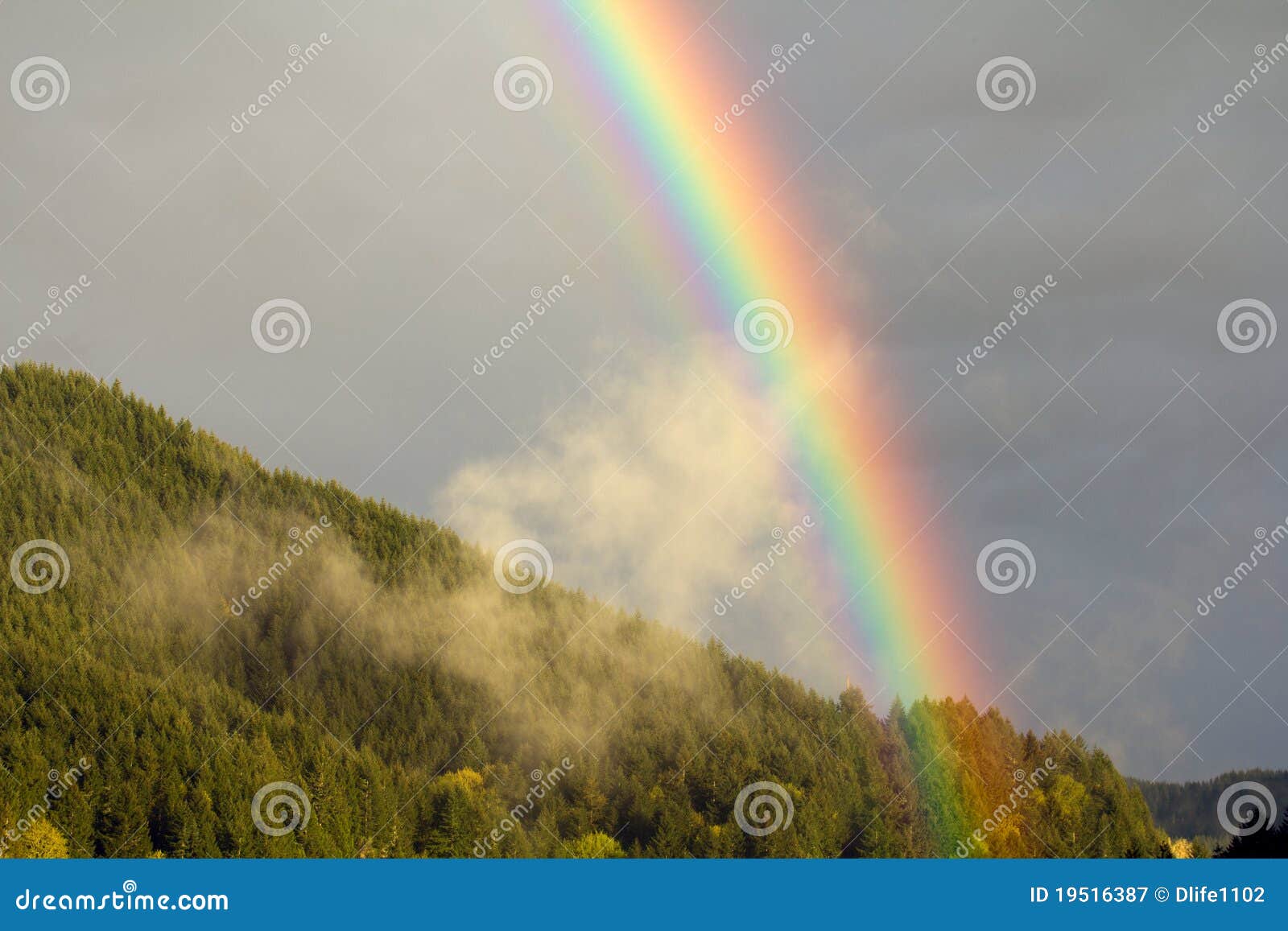 Forest Rainbow stock image. Image of full, hopeful, mists - 19516387