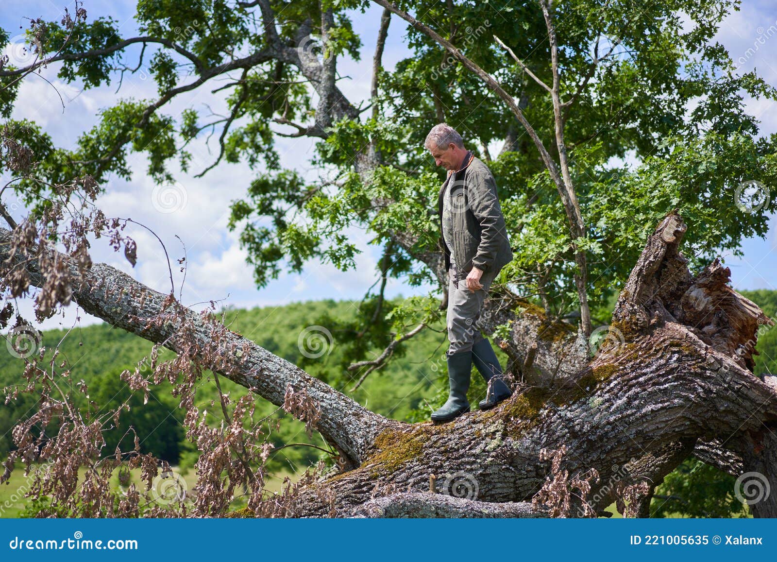 Forest Ranger Examining a Broken Tree Stock Image - Image of forester ...