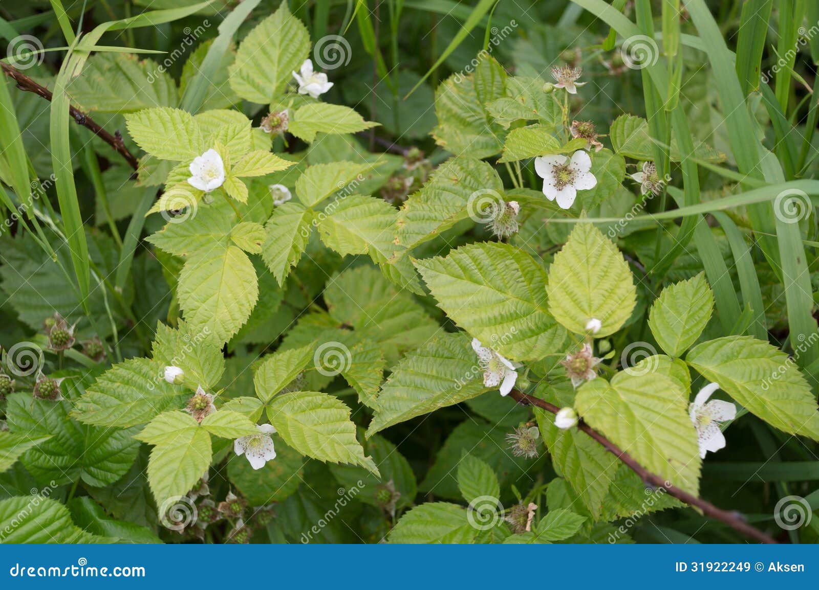 Forest raspberries stock image. Image of white, leaves - 31922249