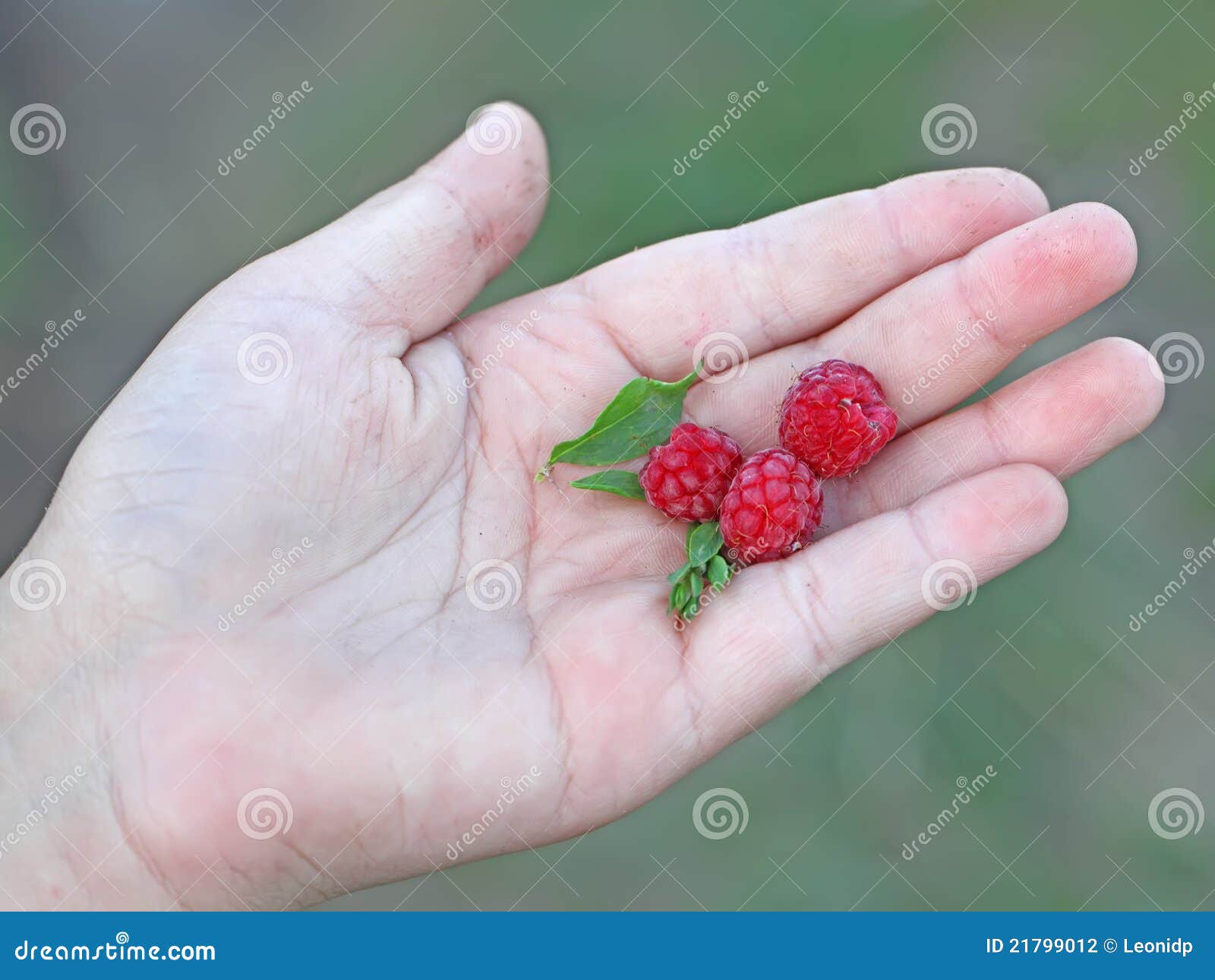 Forest raspberry stock photo. Image of macro, seasons - 21799012