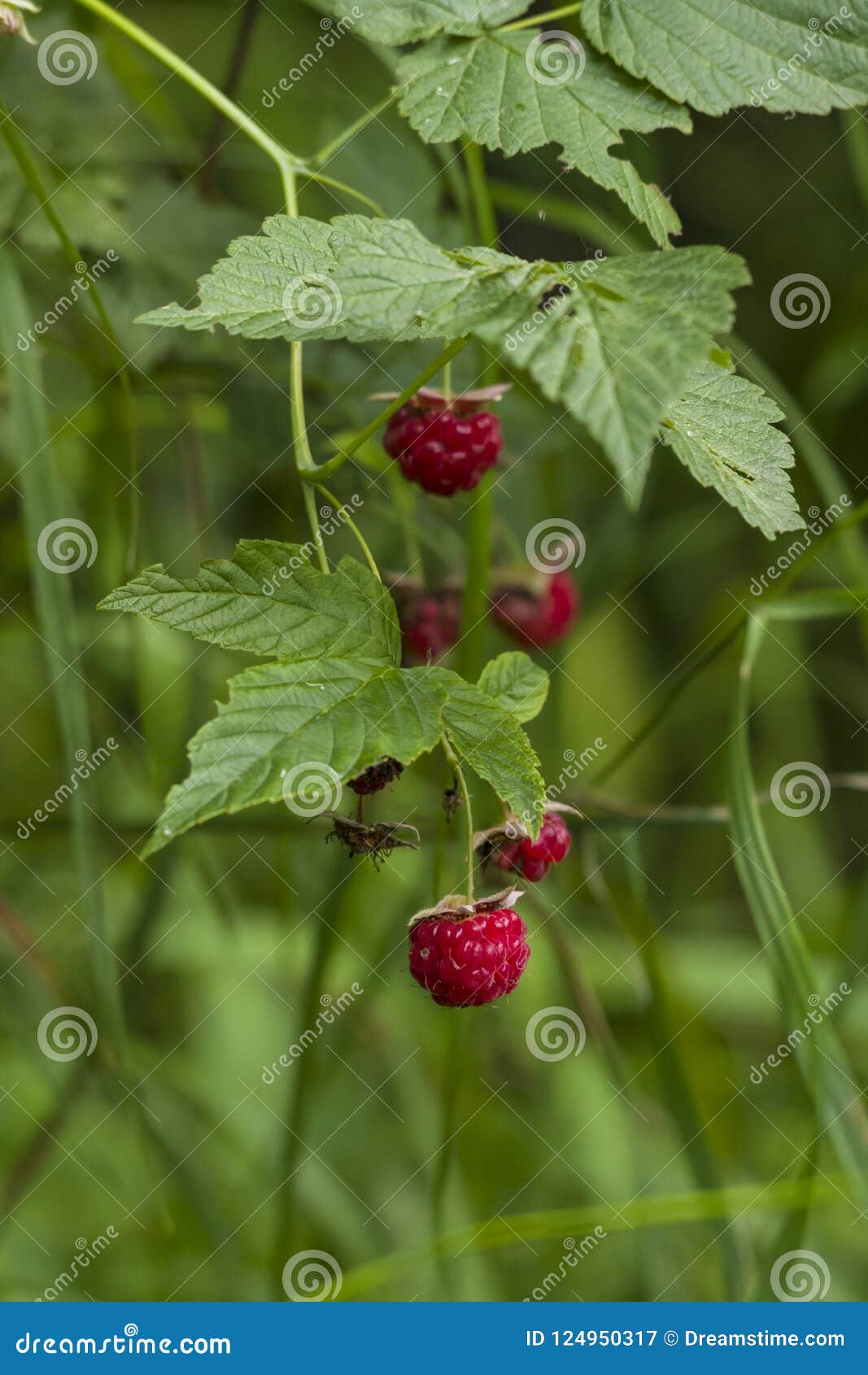 Forest Raspberry on Green Leafes Branches. Stock Image - Image of green ...