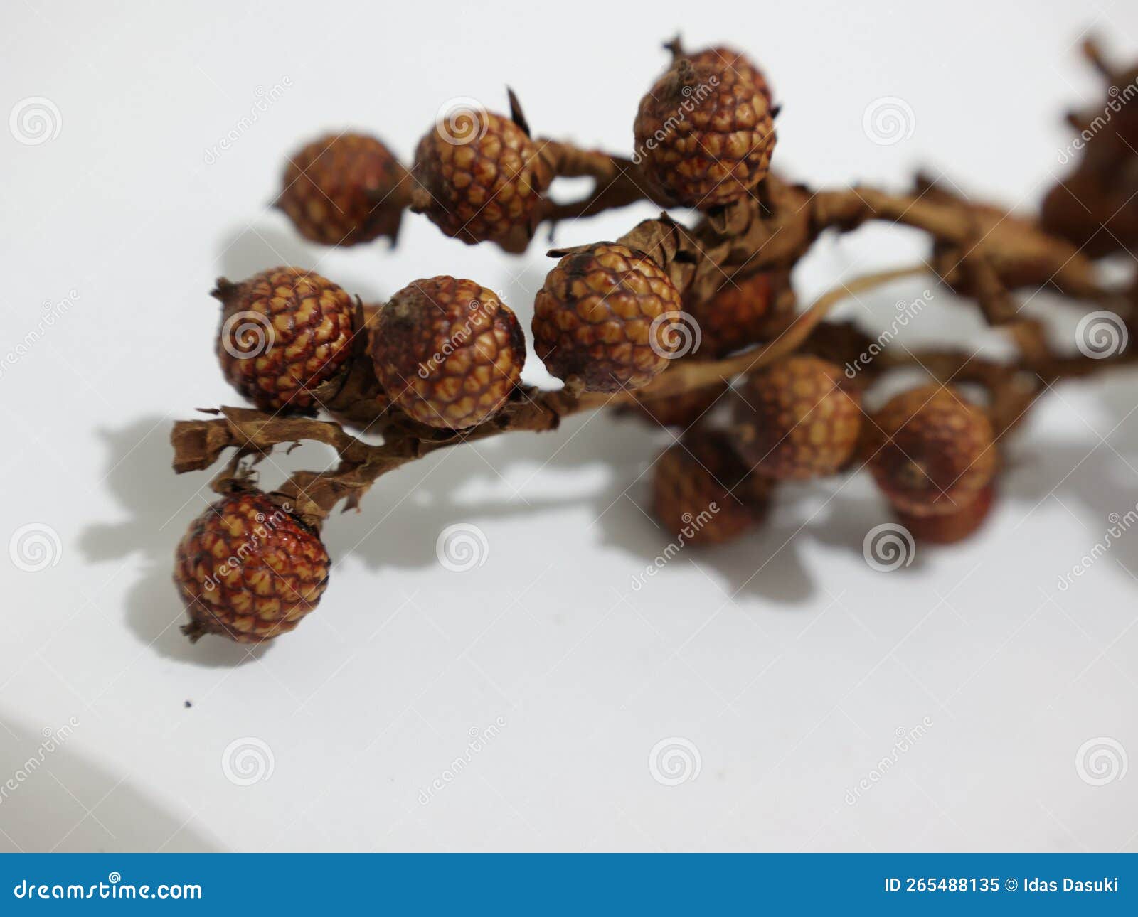 Forest Rattan Fruit that Has Long Dried Stock Image - Image of rattan ...