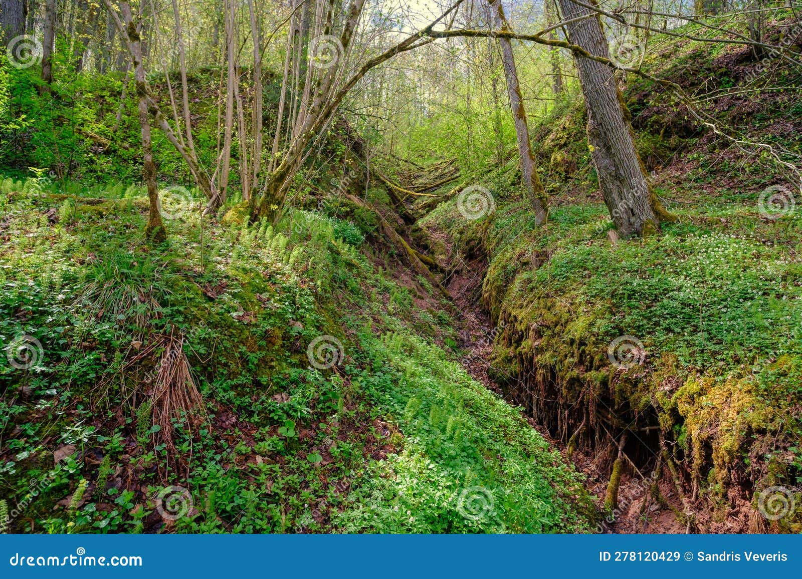 A Forest Ravine in a Beautiful Forest. Spring Nature Landscape. Stock ...