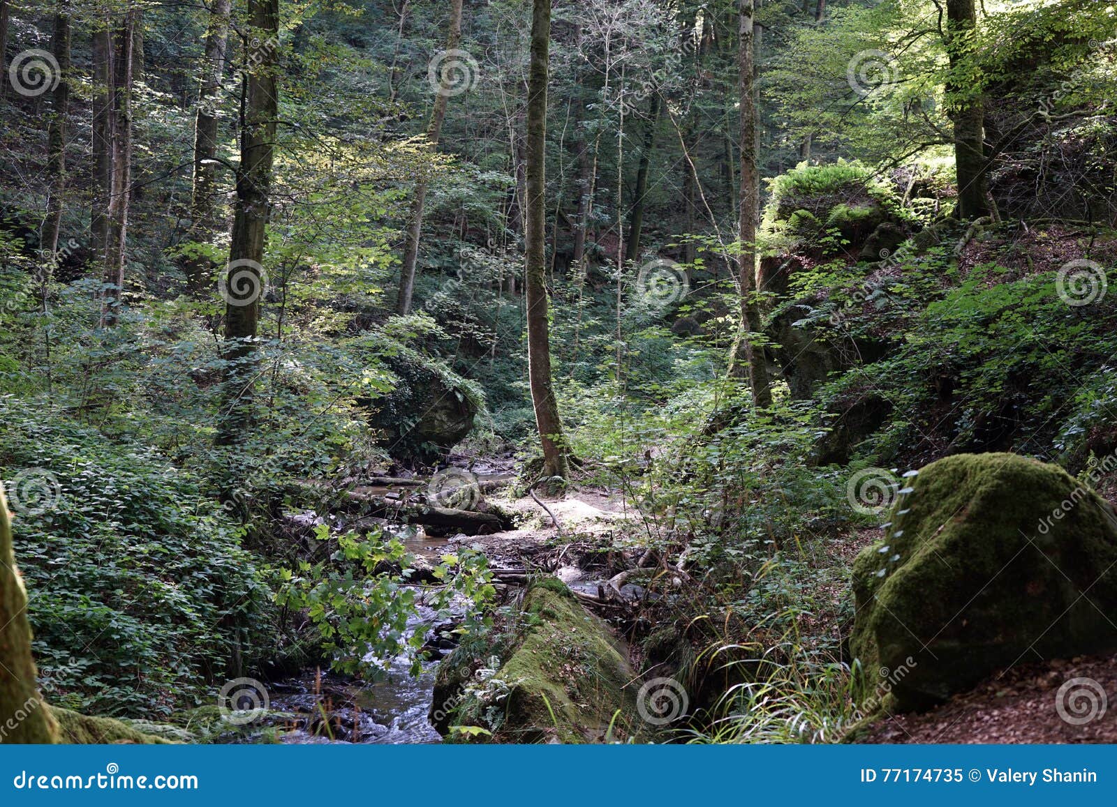 Forest in ravine stock image. Image of deciduous, plant - 77174735