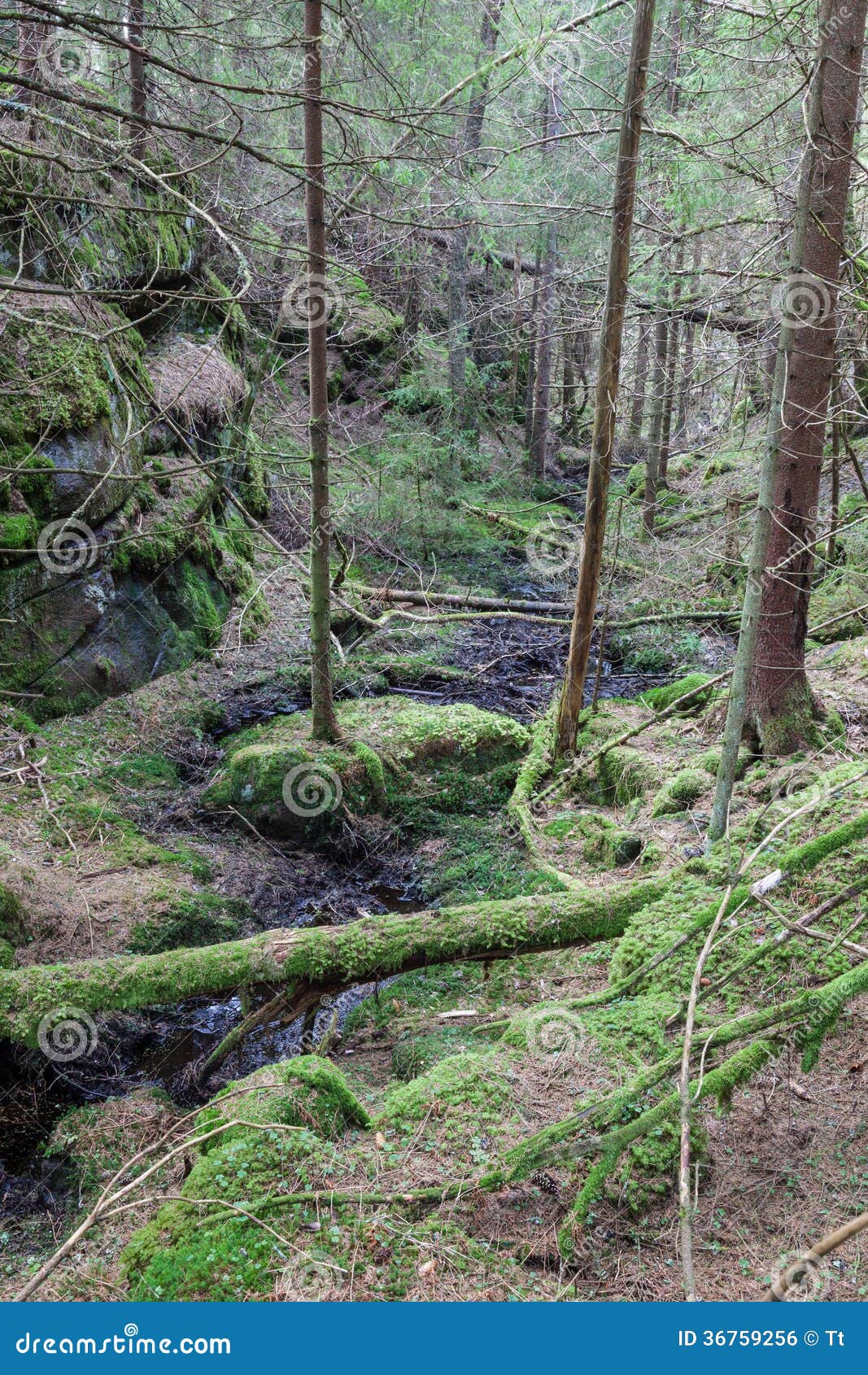 Forest ravine stock photo. Image of conifer, oldgrowth - 36759256