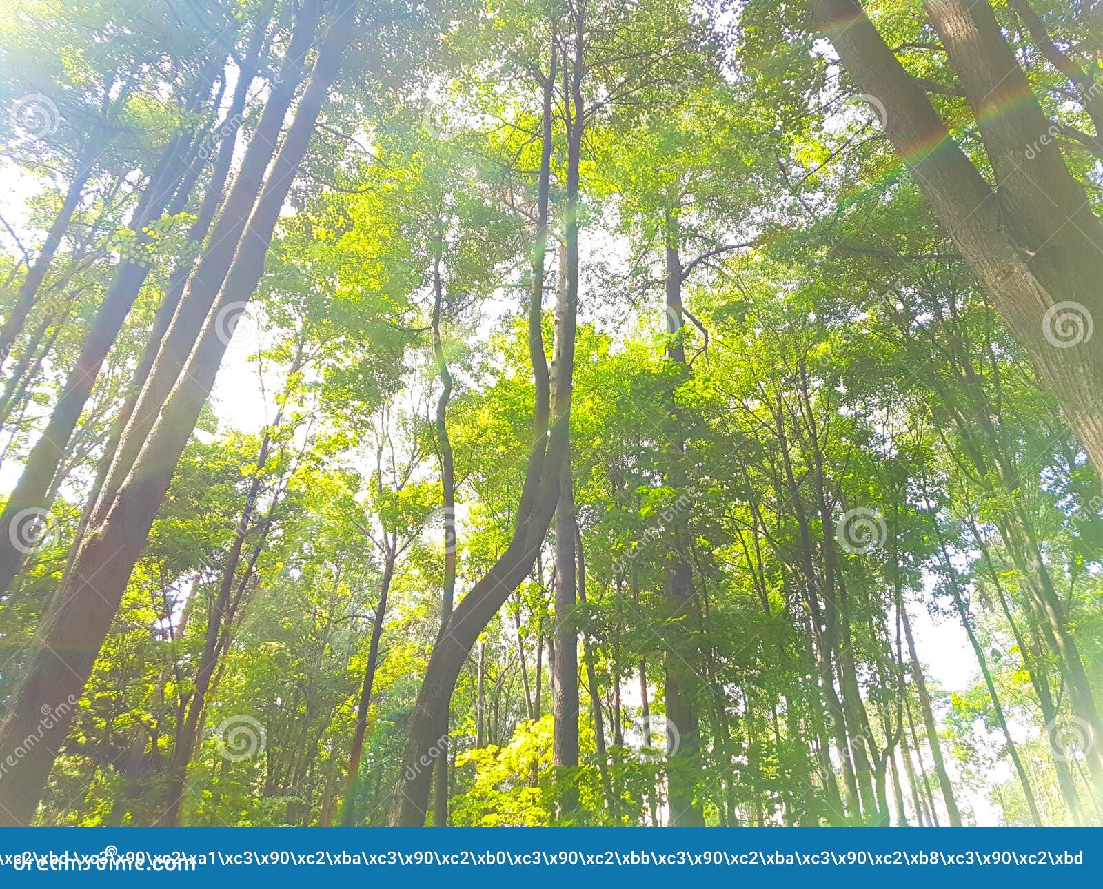 Forest stock photo. Image of park, midday, garden, forest - 97761326