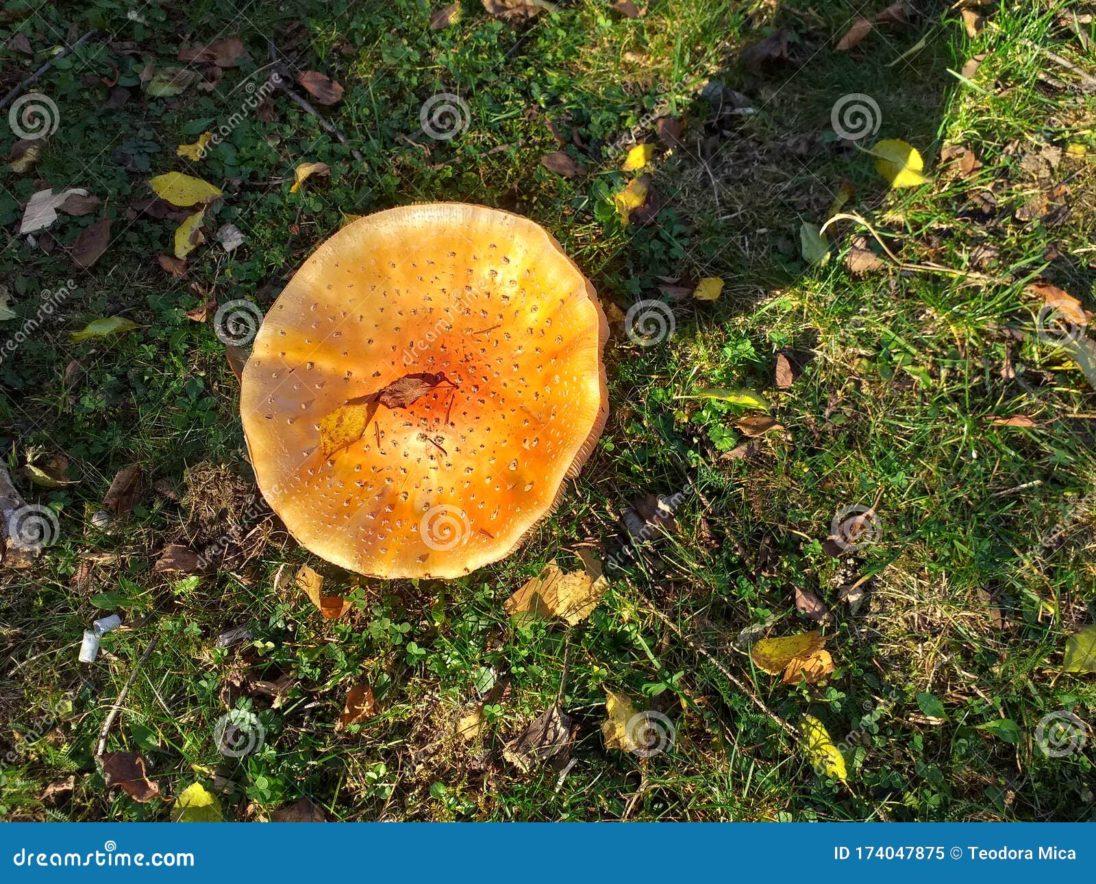 Forest Rebirth Nature Sun Green Stock Image - Image of rebirth, forest ...