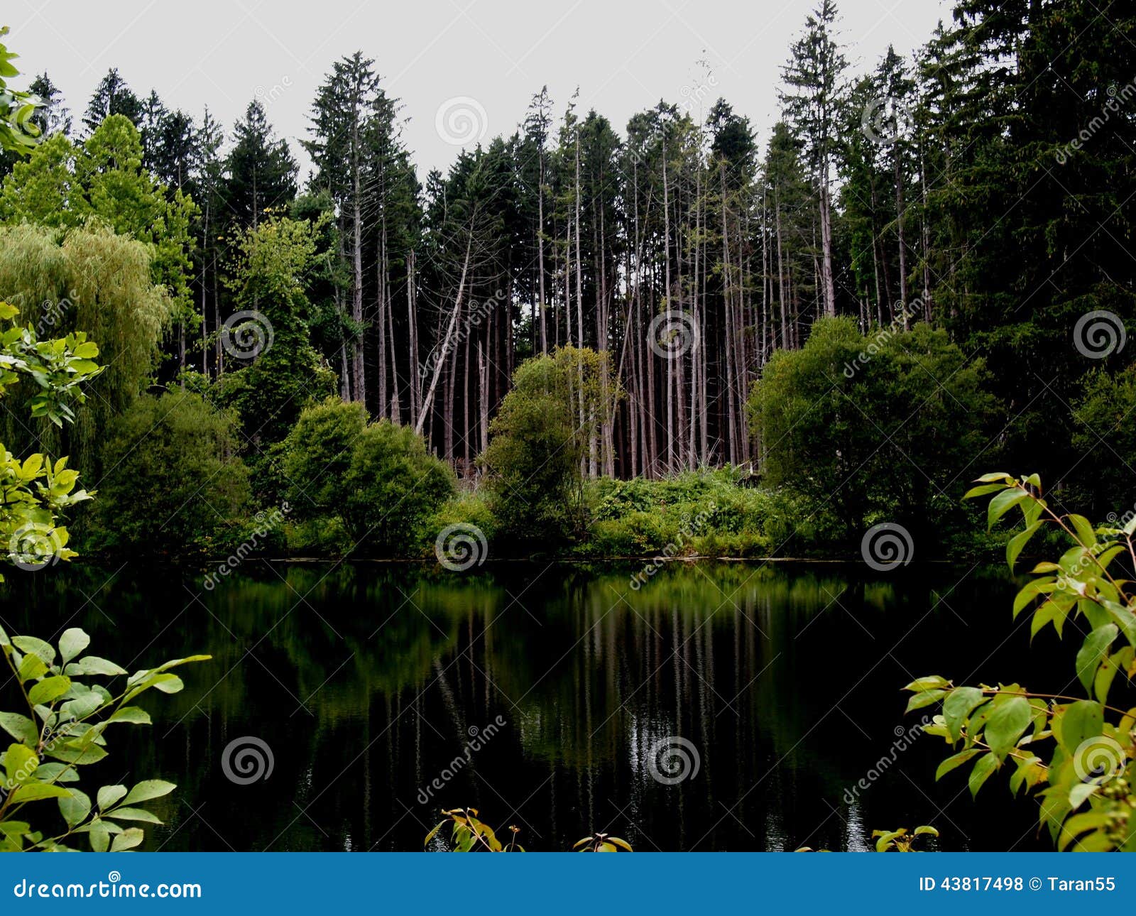 Forest Recovered after Hurricane Stock Photo - Image of environment ...