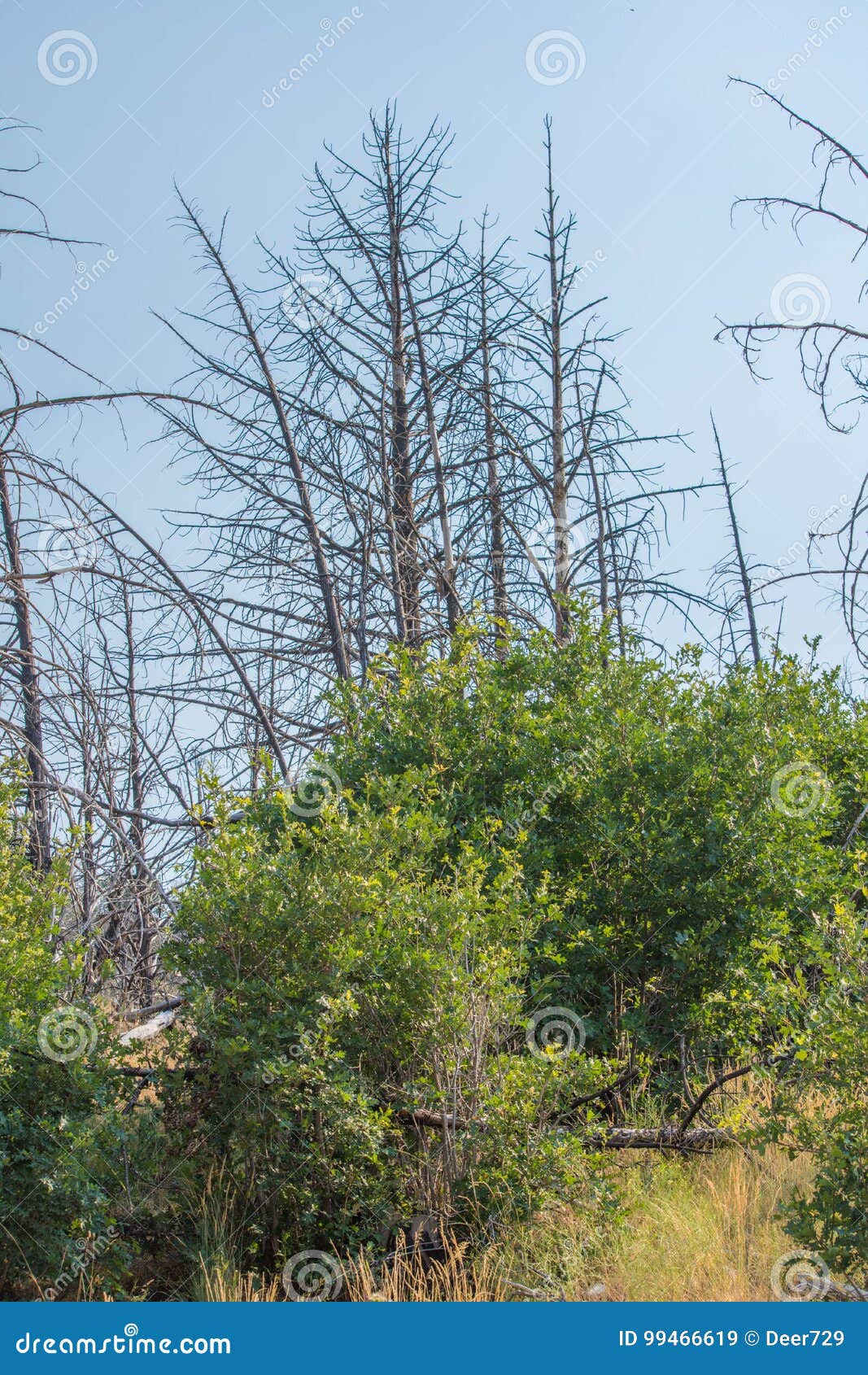 Forest Recovery after a Fire Stock Image - Image of trees, grazing ...