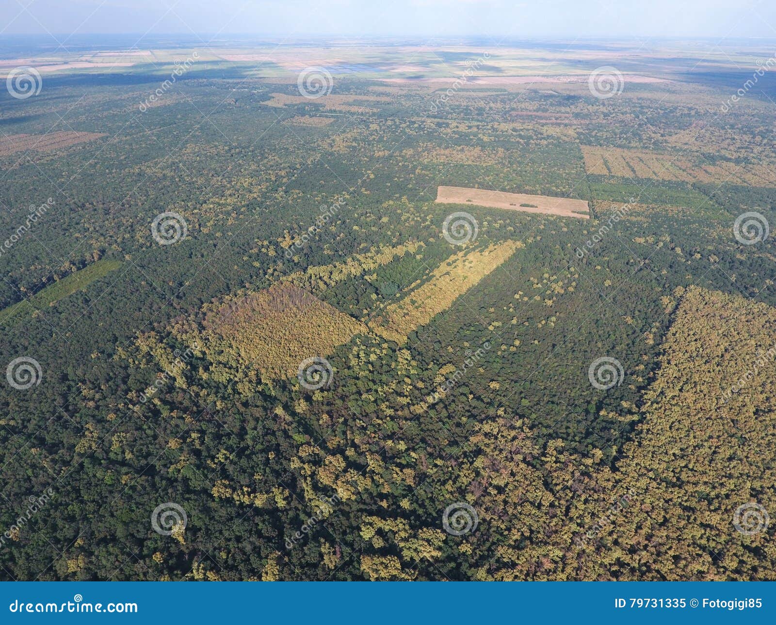 The Forest Red Forest. Landscape with a Bird S Eye View Stock Image ...