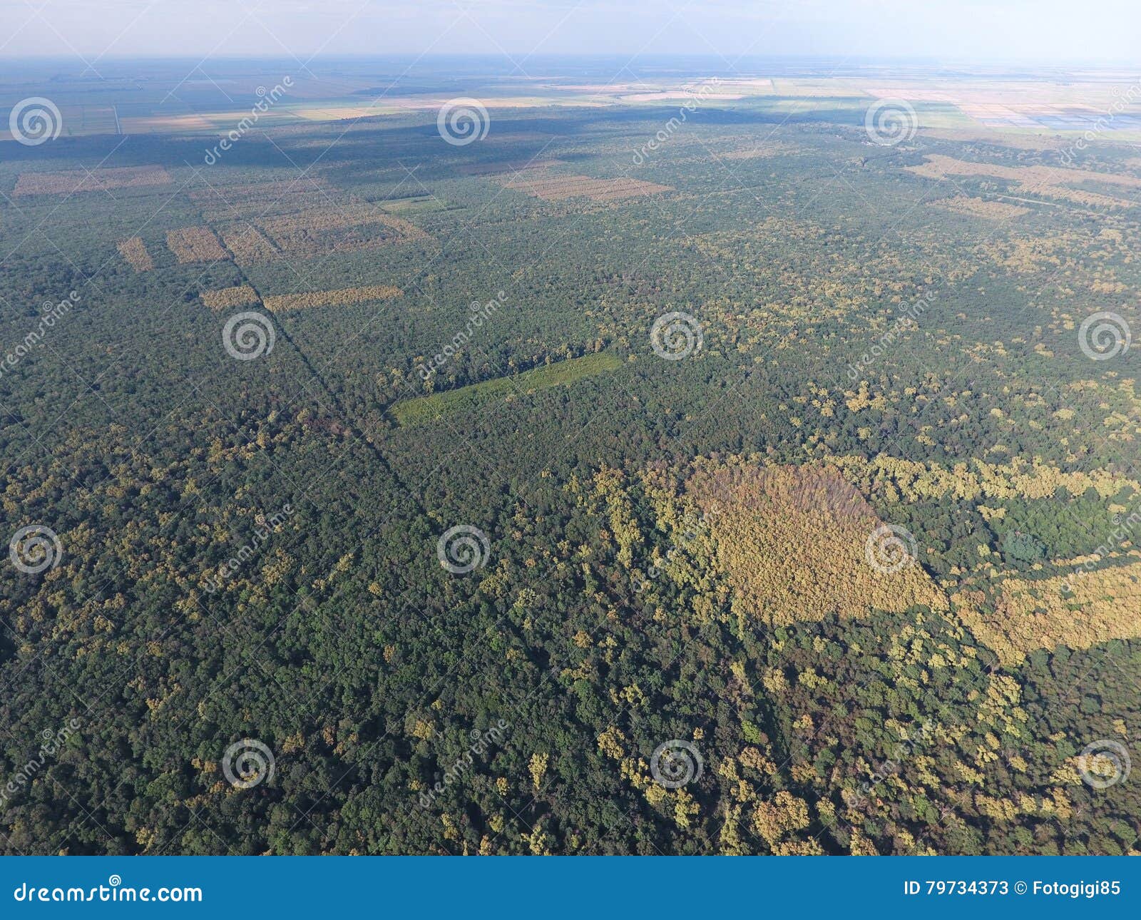 The Forest Red Forest. Landscape with a Bird S Eye View Stock Image ...