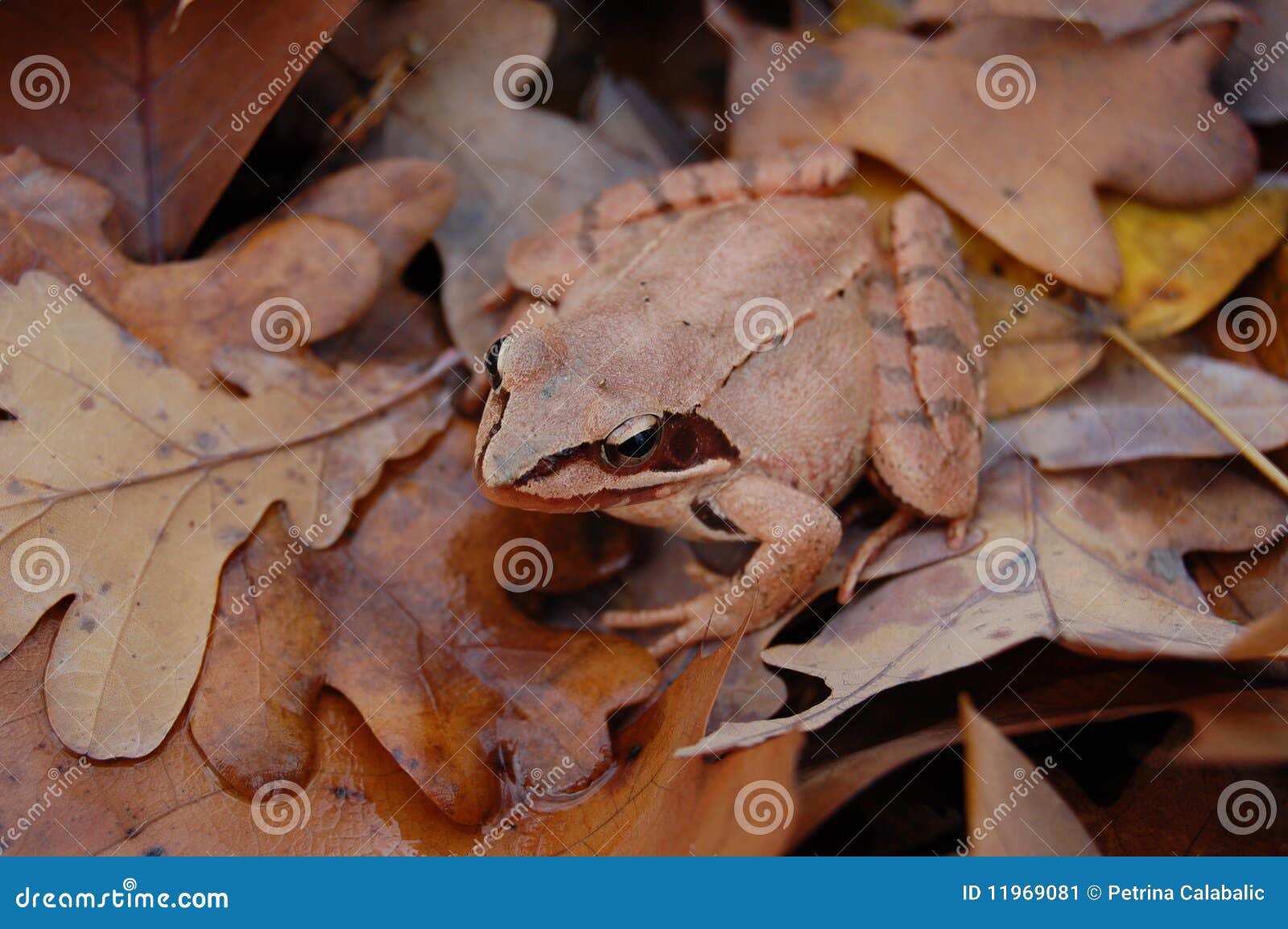 Frog Camouflage In Leaf Stock Photography | CartoonDealer.com #148451198