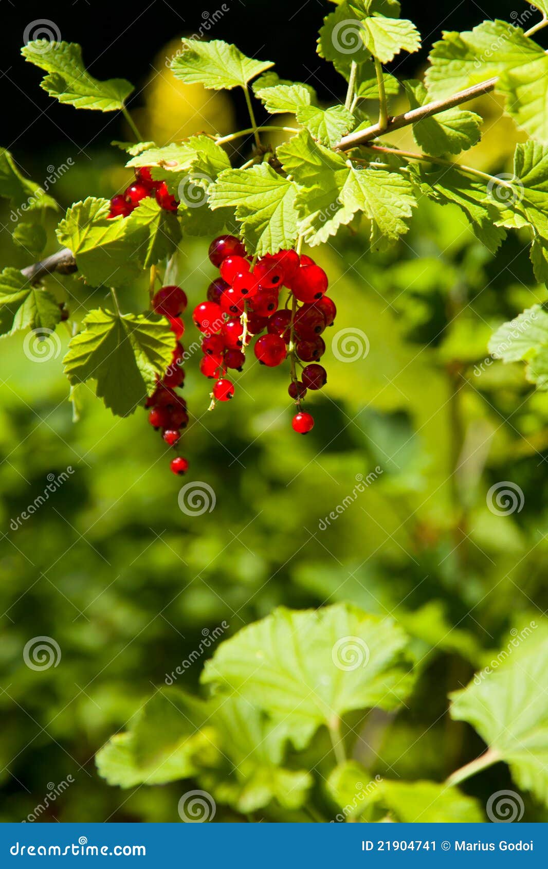 Forest red fruits stock image. Image of natural, forest - 21904741
