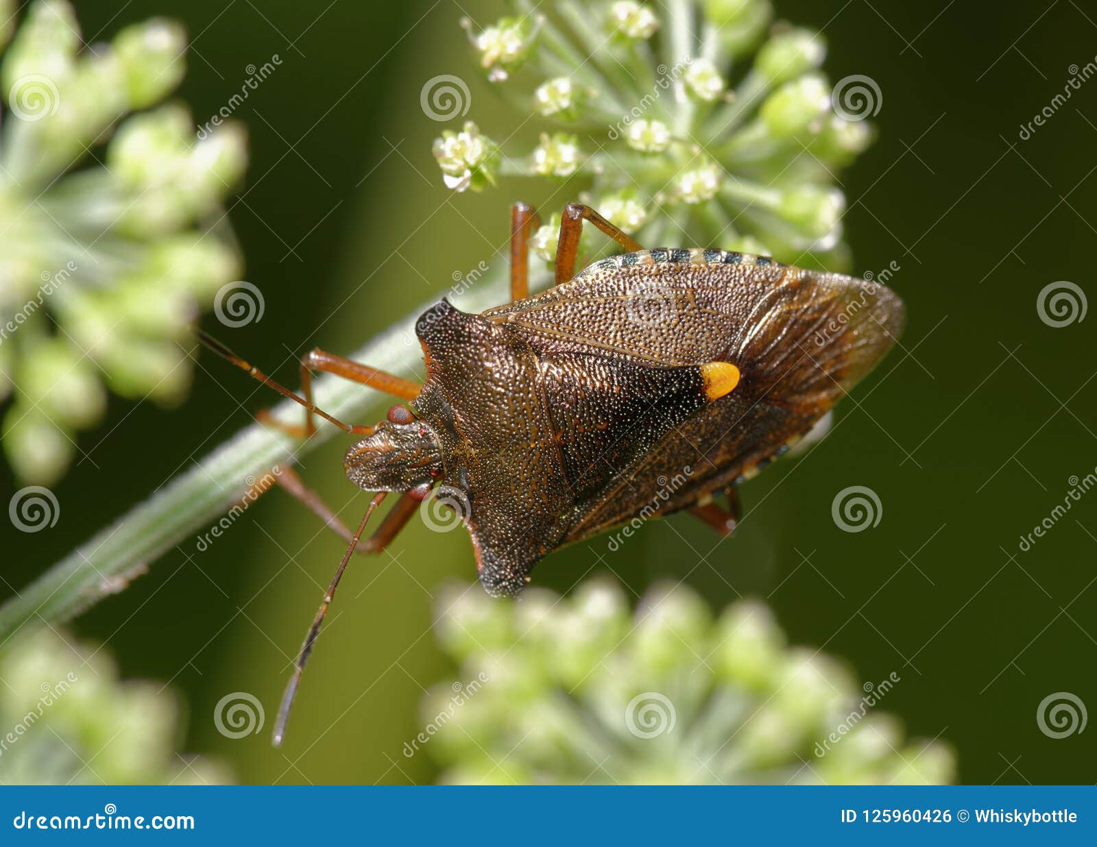 Red-legged Shieldbug stock photo. Image of britain, legged - 125960426