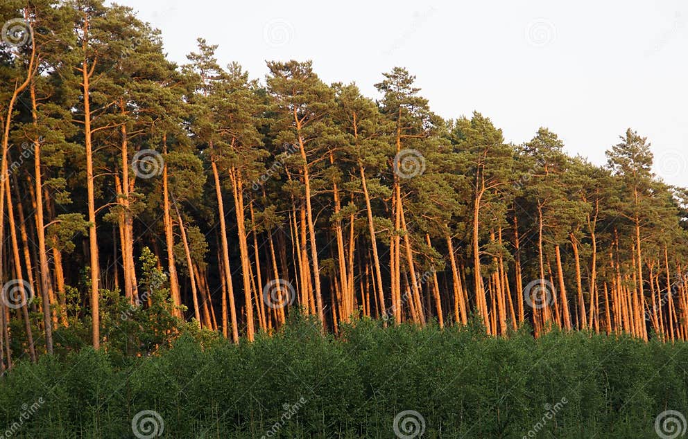 A Forest with the Red Trunks. Stock Photo - Image of nature, wood ...