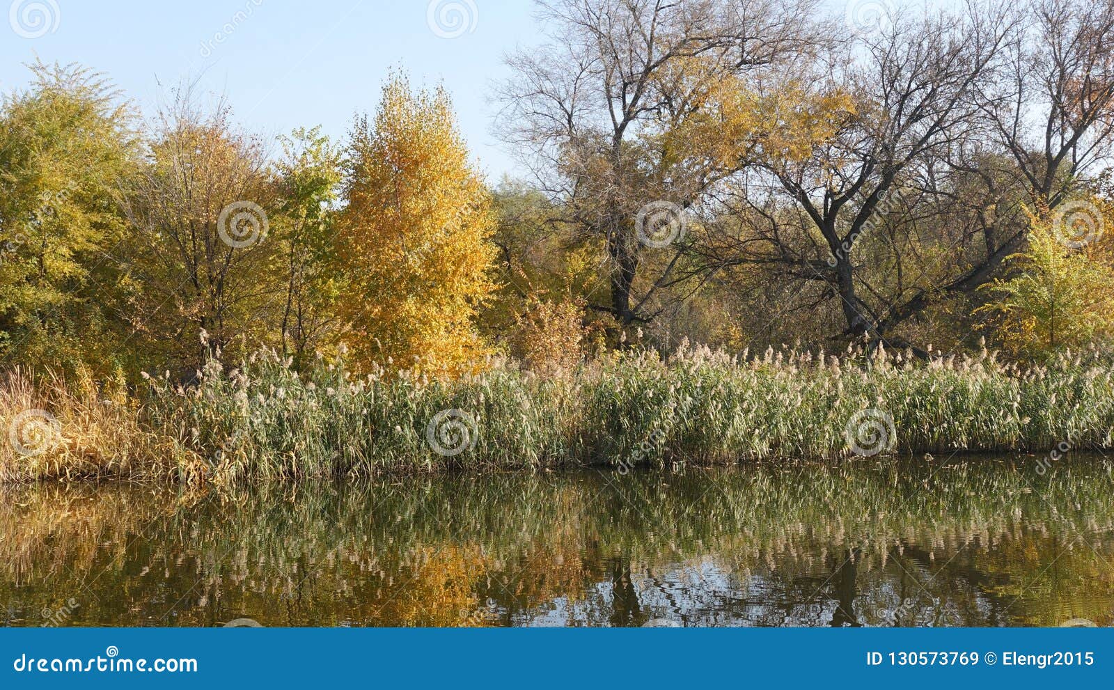 Forest and Reeds in the Fall Above the Water Stock Image - Image of ...