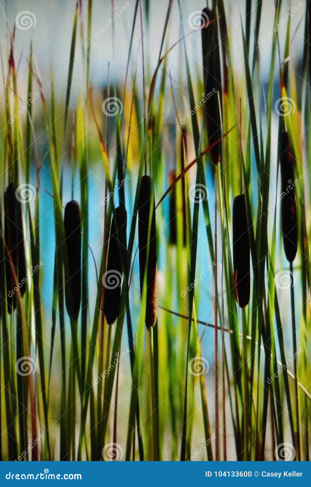 Through the Forest of the Reeds Stock Photo - Image of blue, ocean ...