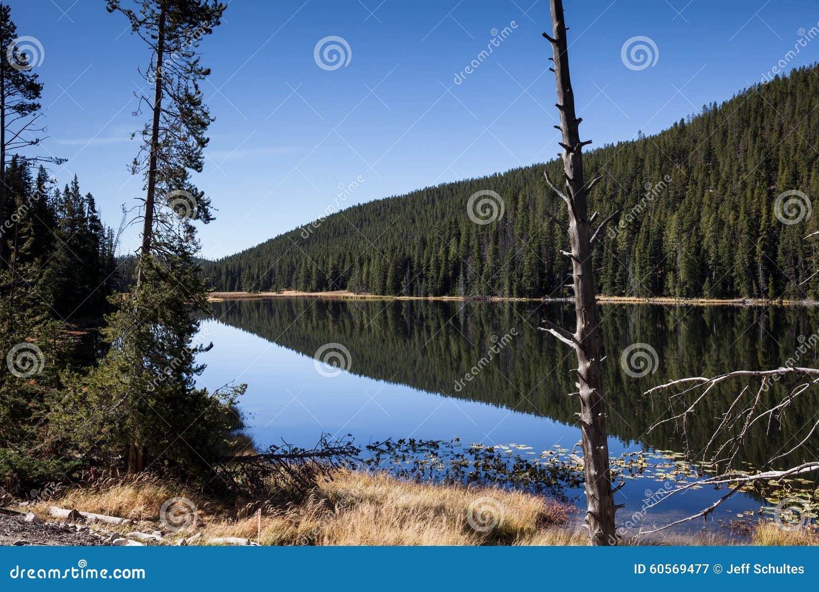 Forest Reflected in a pond stock image. Image of landscape - 60569477