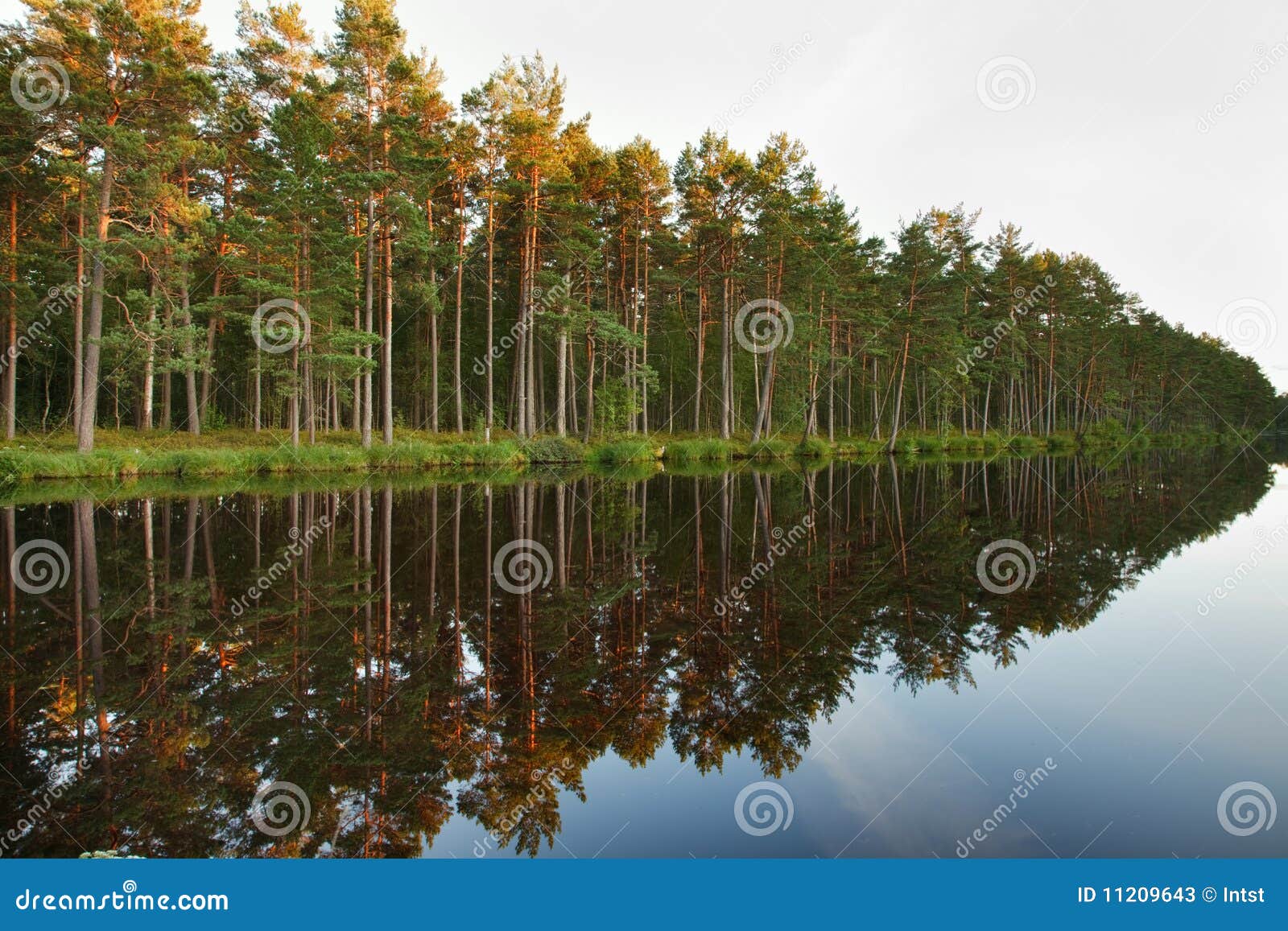 Forest reflecting in water stock image. Image of scenery - 11209643