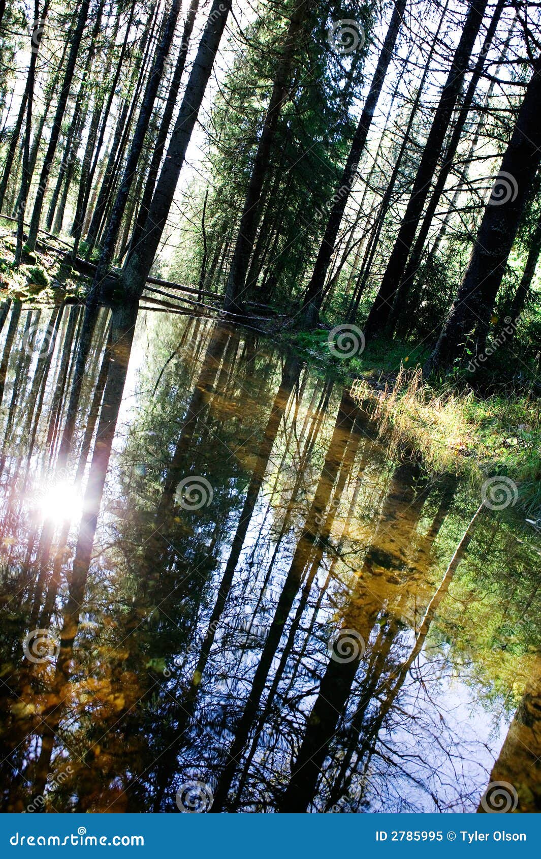 Forest Reflection stock image. Image of background, reflect - 2785995