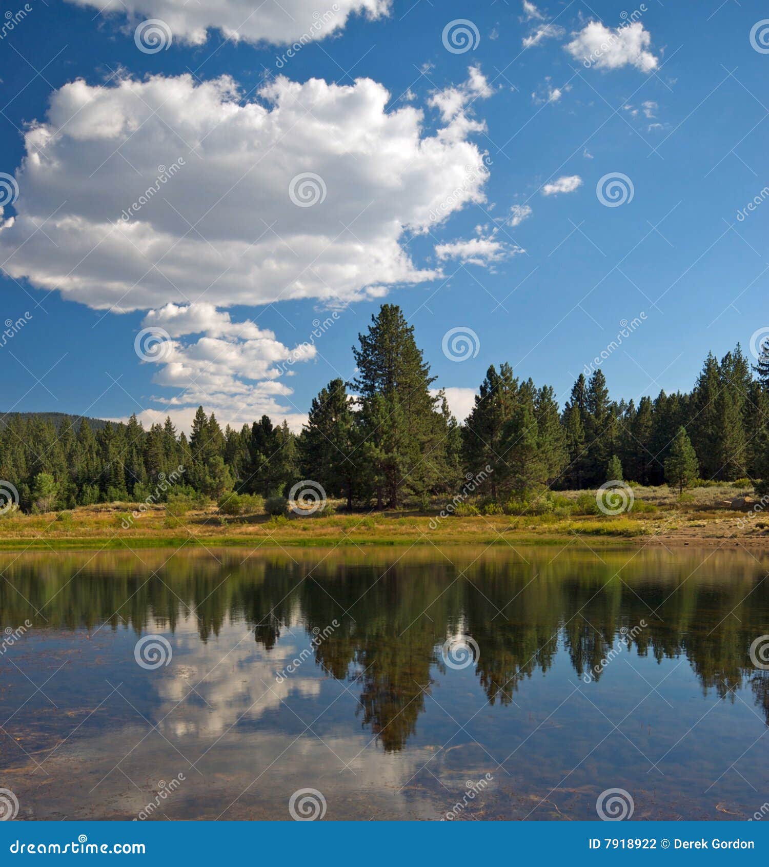 Forest Reflection stock photo. Image of pine, mountains - 7918922