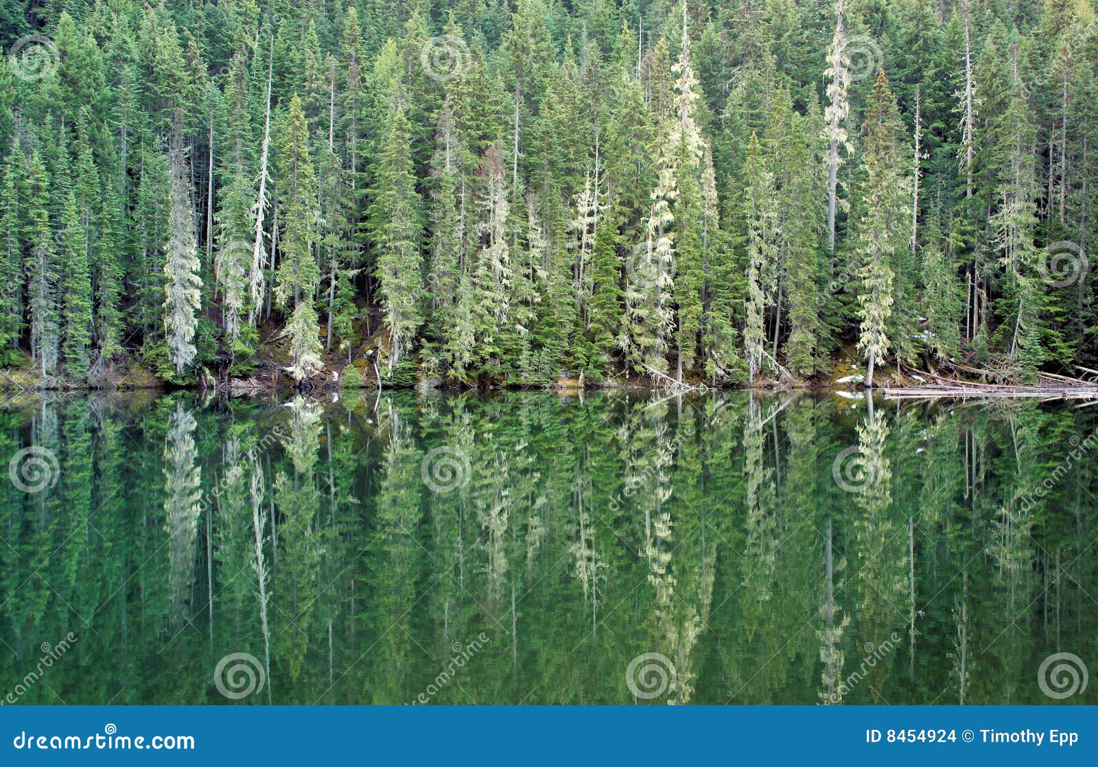 Forest reflection stock photo. Image of outside, lake - 8454924