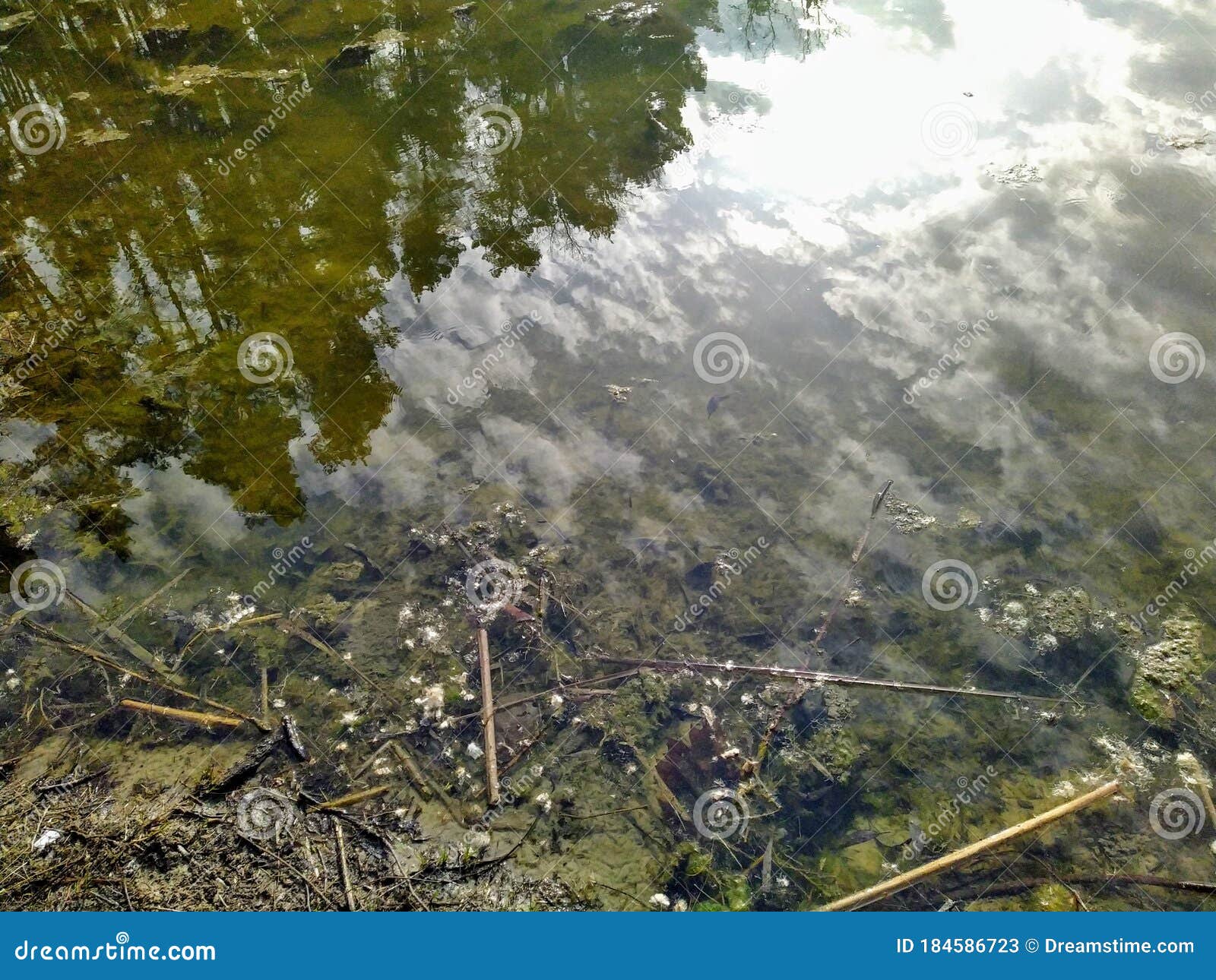 Forest Reflection in Lake Water Stock Image - Image of forest, water ...