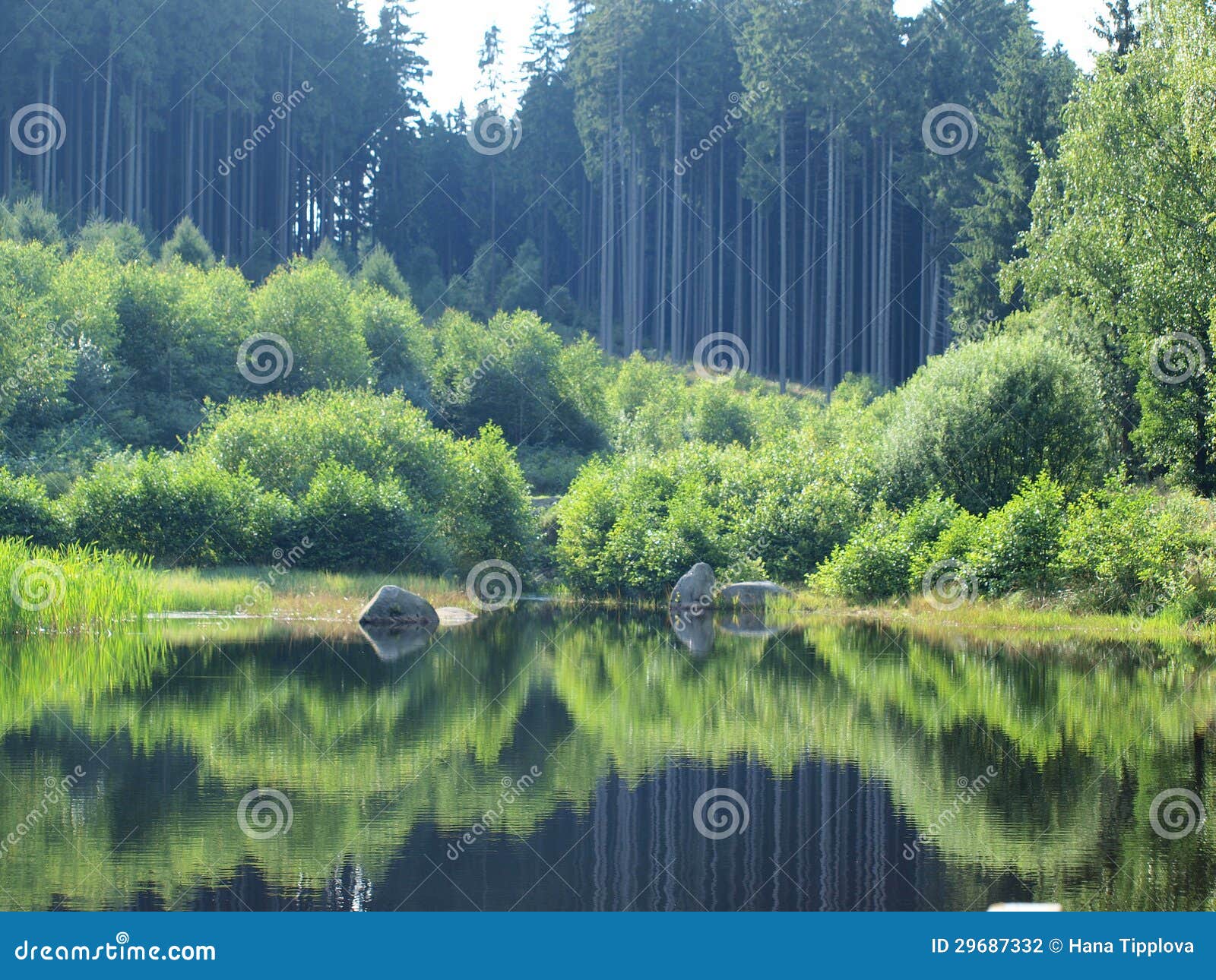 Forest Reflection in a Pond Stock Photo - Image of level, trees: 29687332